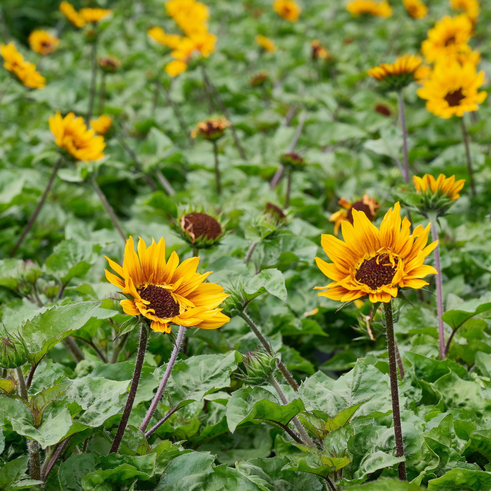 Sonnenblume Sunbelievable Brown Eyed Girl - Helianthus Sunbelievable ...