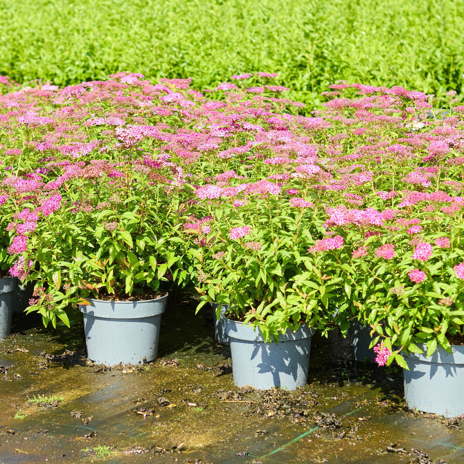 Rote Sommerspiere Neon Flash - Spiraea japonica Neon Flash günstig kaufen
