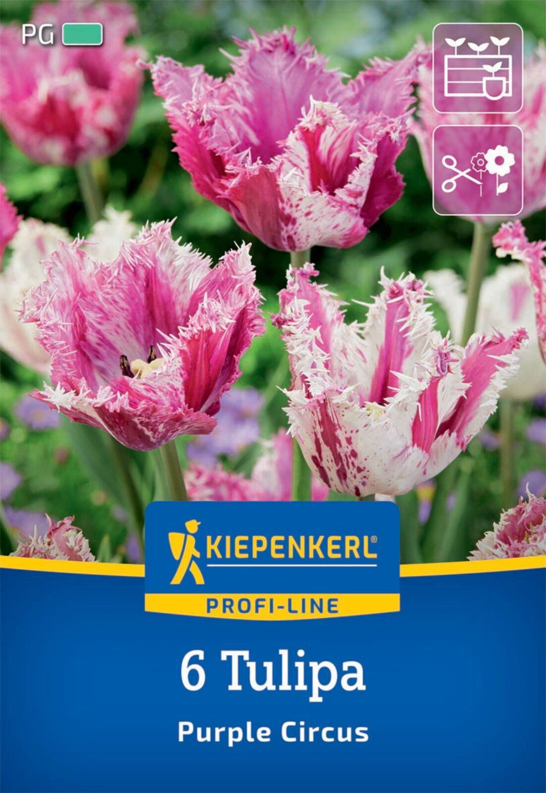 Gefranste Tulpe Purple Circus - Kiepenkerl Tulipa x Hybrida Purple ...