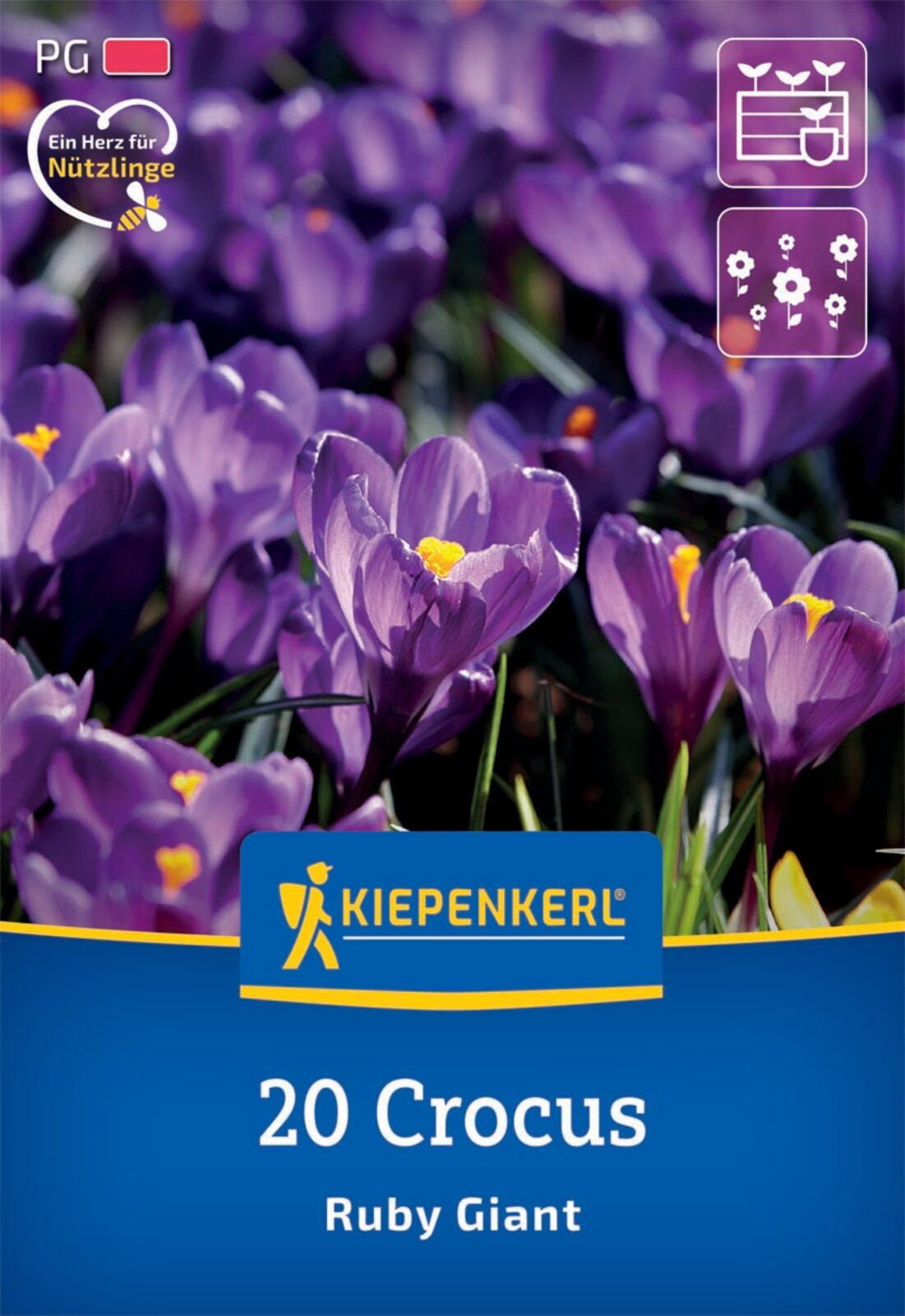 Wildkrokus Ruby Giant - Kiepenkerl Crocus tommasinianus Ruby Giant ...