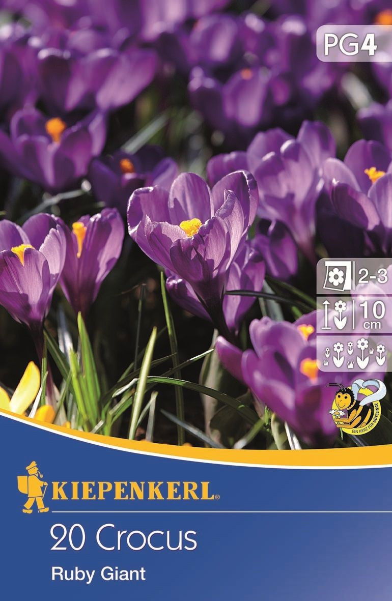 Wildkrokus Ruby Giant - Kiepenkerl Crocus tommasinianus Ruby Giant günstig kaufen