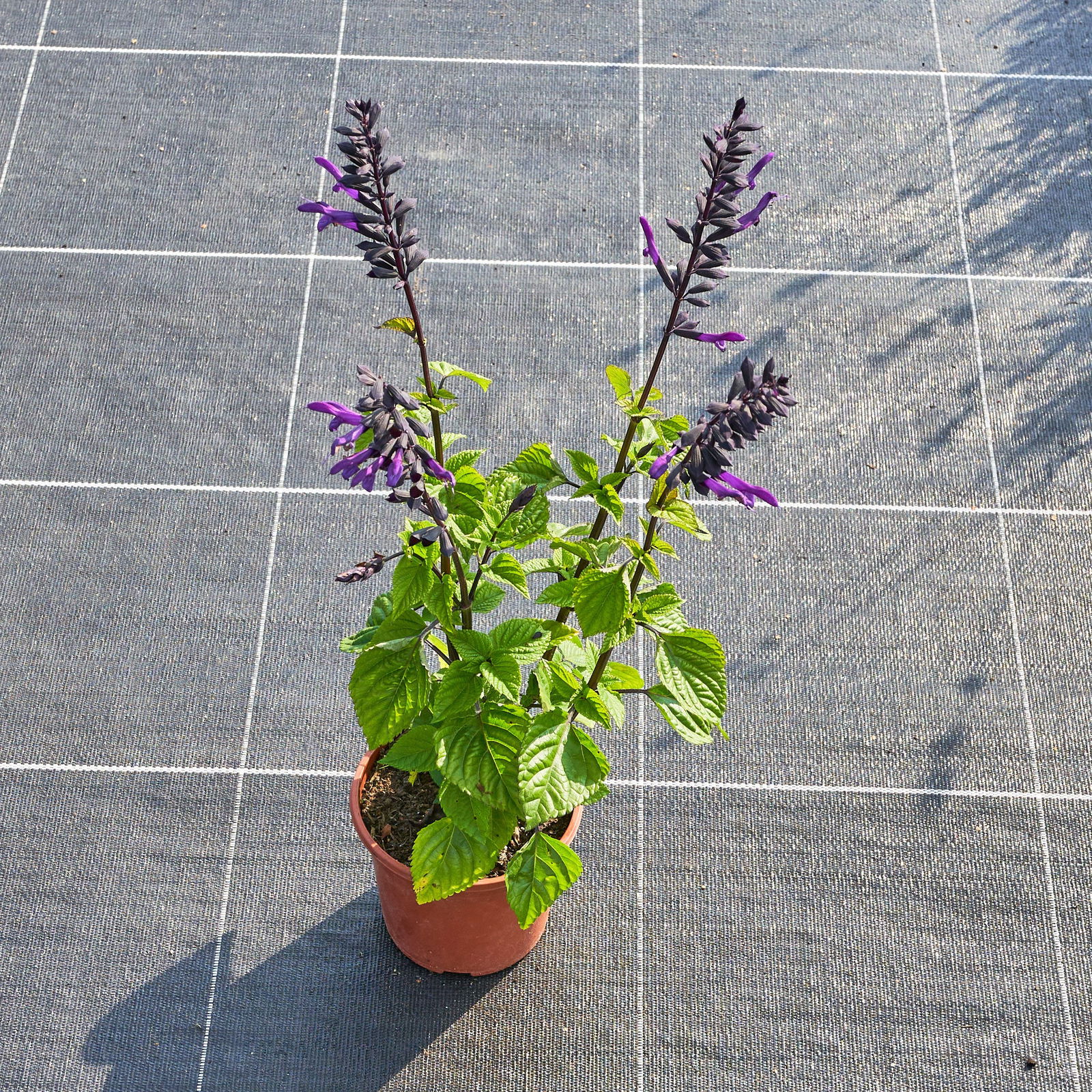 Salvia Rockin Deep Purple - Salvia Rockin Deep Purple günstig kaufen