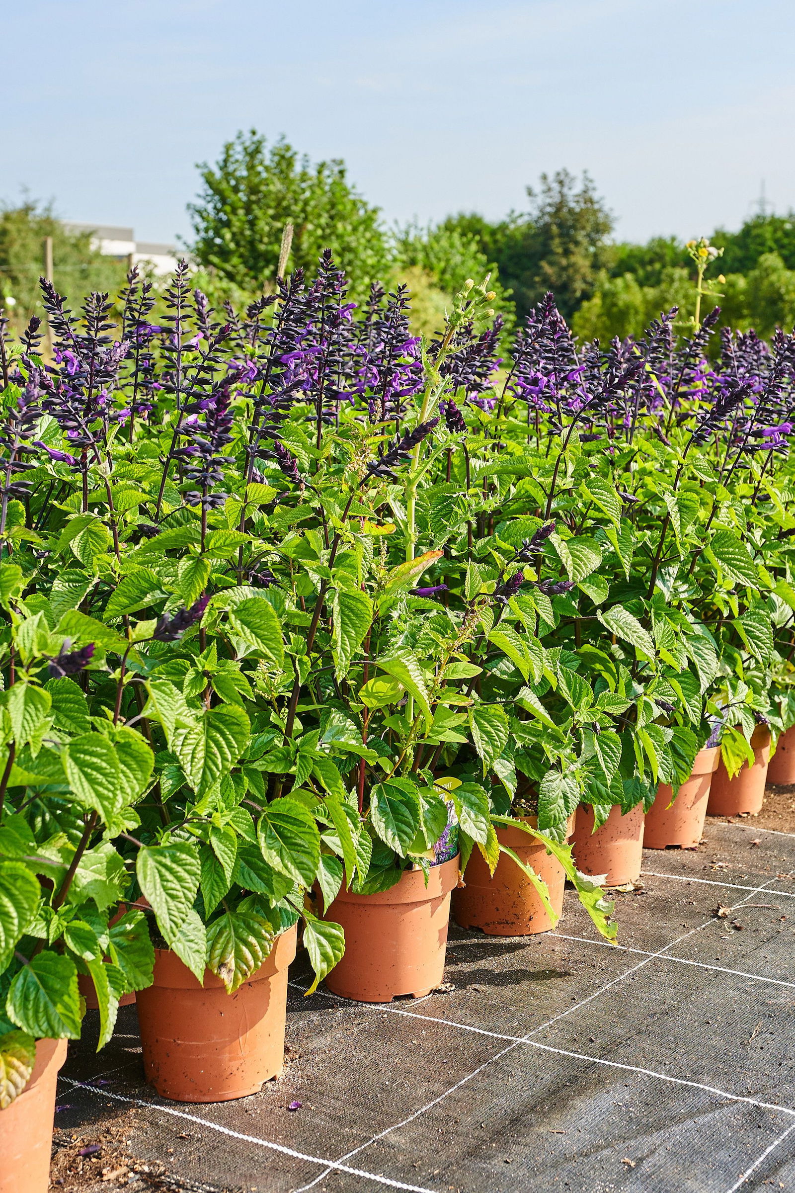 Salvia Rockin Deep Purple - Salvia Rockin Deep Purple günstig kaufen