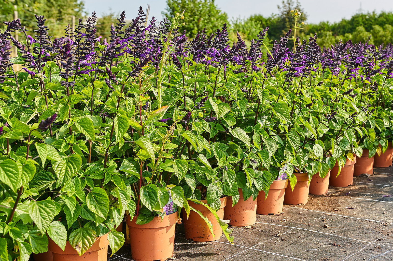 Salvia Rockin Deep Purple - Salvia Rockin Deep Purple günstig kaufen