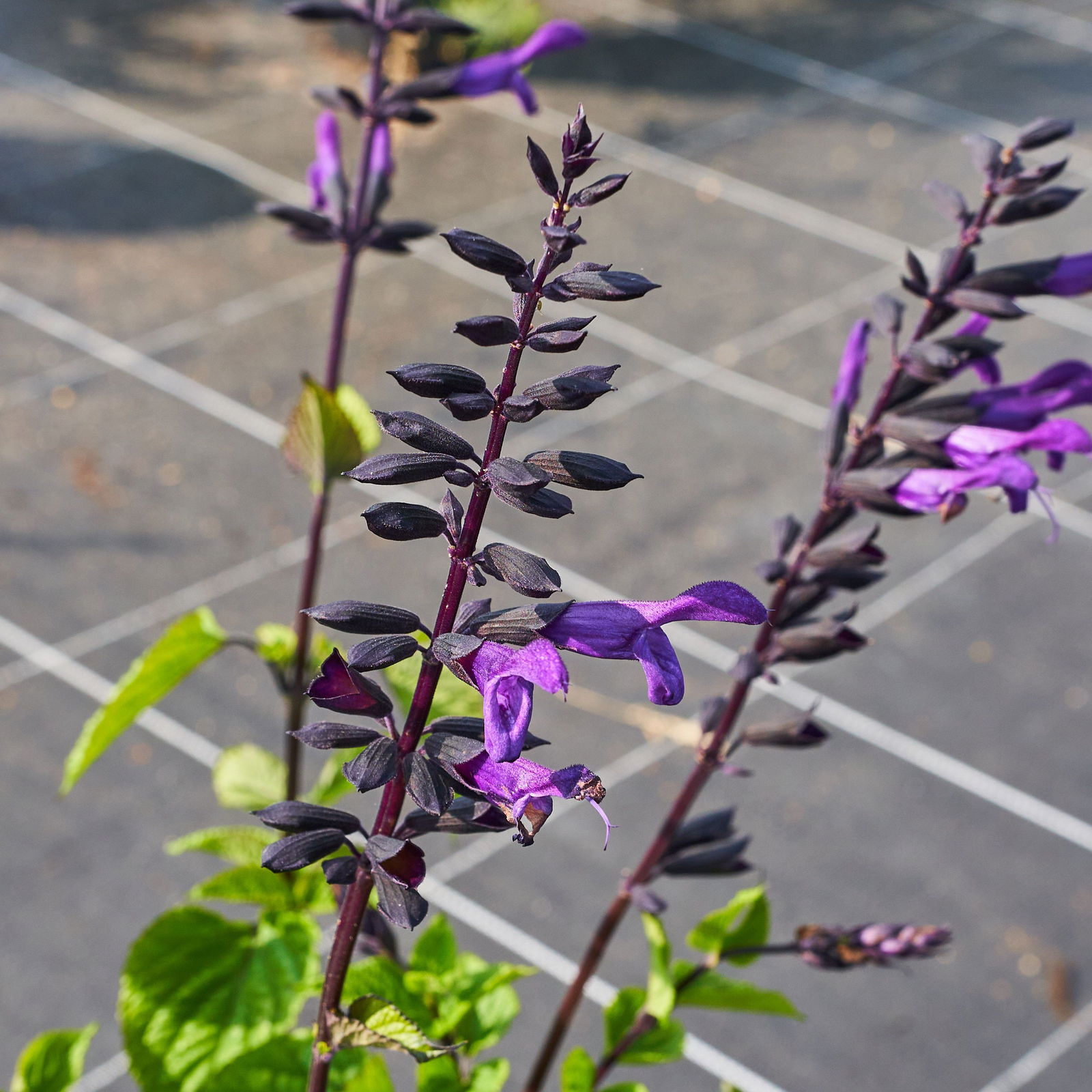 Salvia Rockin Deep Purple - Salvia Rockin Deep Purple günstig kaufen