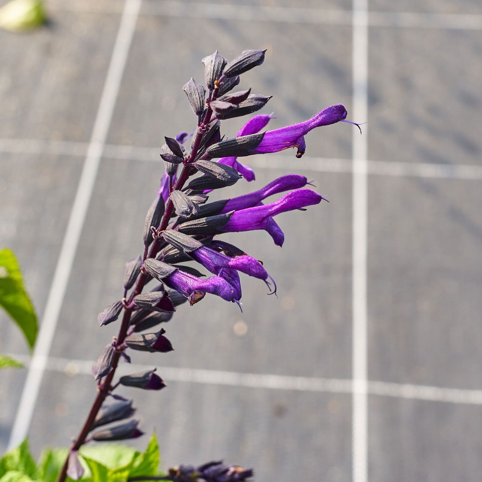 Salvia Rockin Deep Purple - Salvia Rockin Deep Purple günstig kaufen
