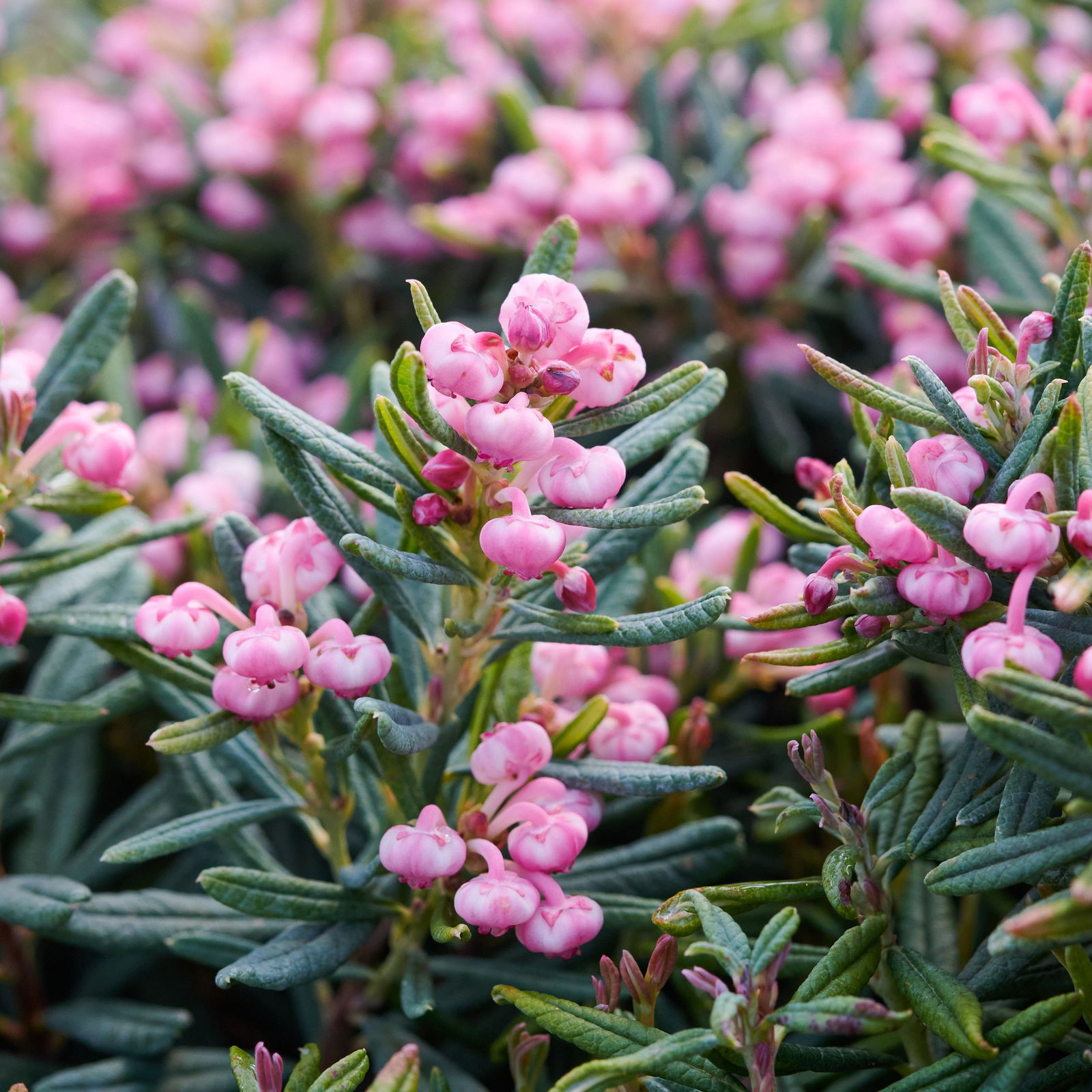 Rosmarinheide Blue Lagoon - Andromeda polifolia Blue Lagoon günstig kaufen