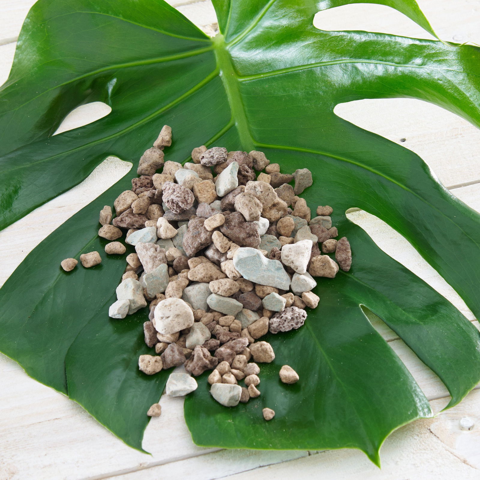 Green Jungle Mix - Floragard Green Jungle Mix by Crazy Plant Boy ...