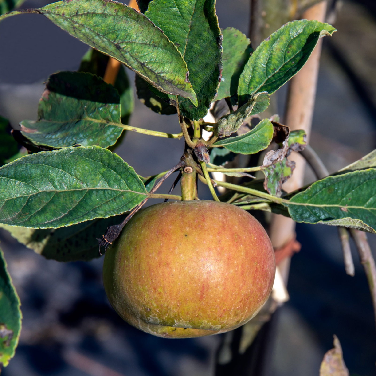 Bio Apfel Red Melba - Bio Malus Red Melba günstig kaufen