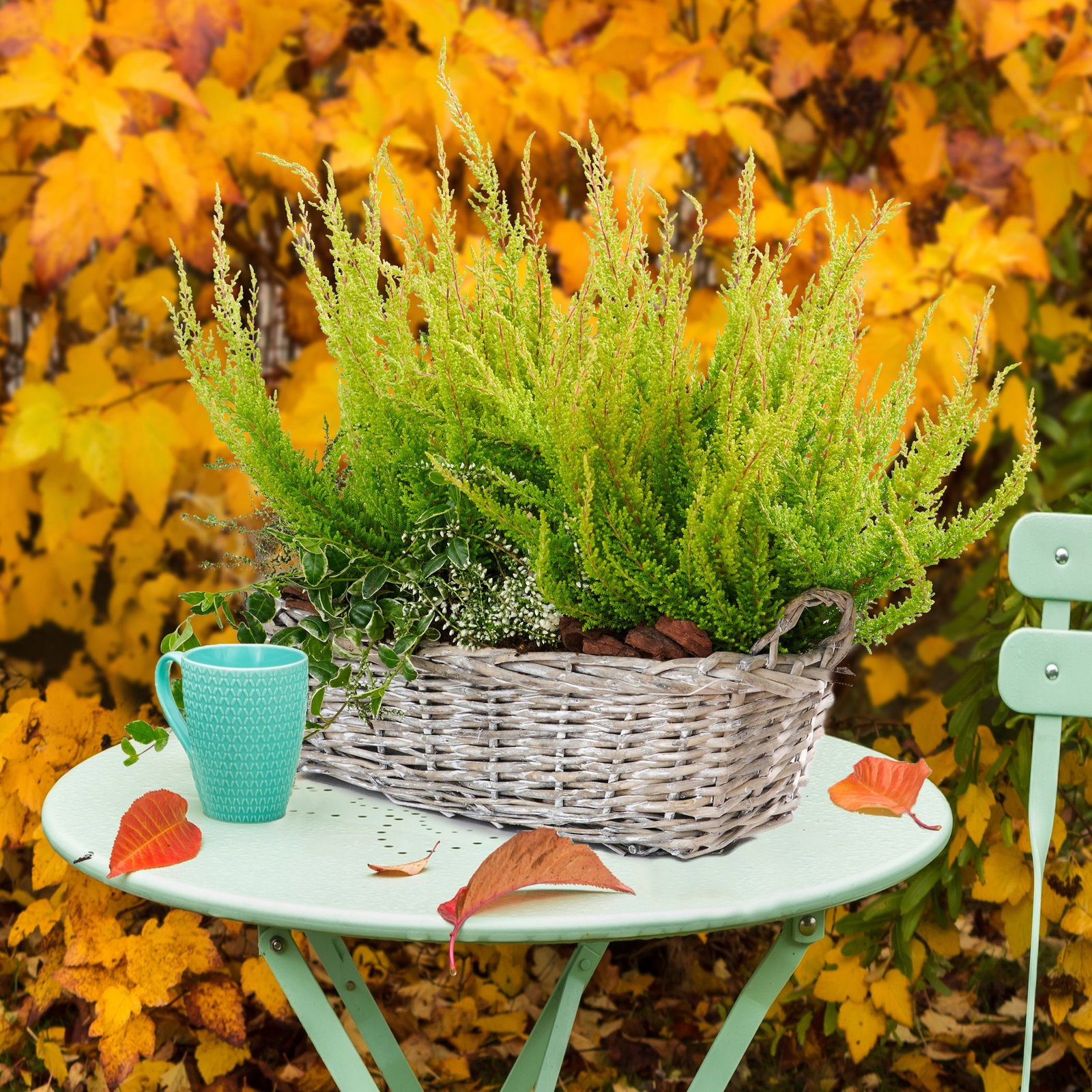 Calluna vulgaris Skyline® San Diego - Calluna vulgaris Skyline® San ...