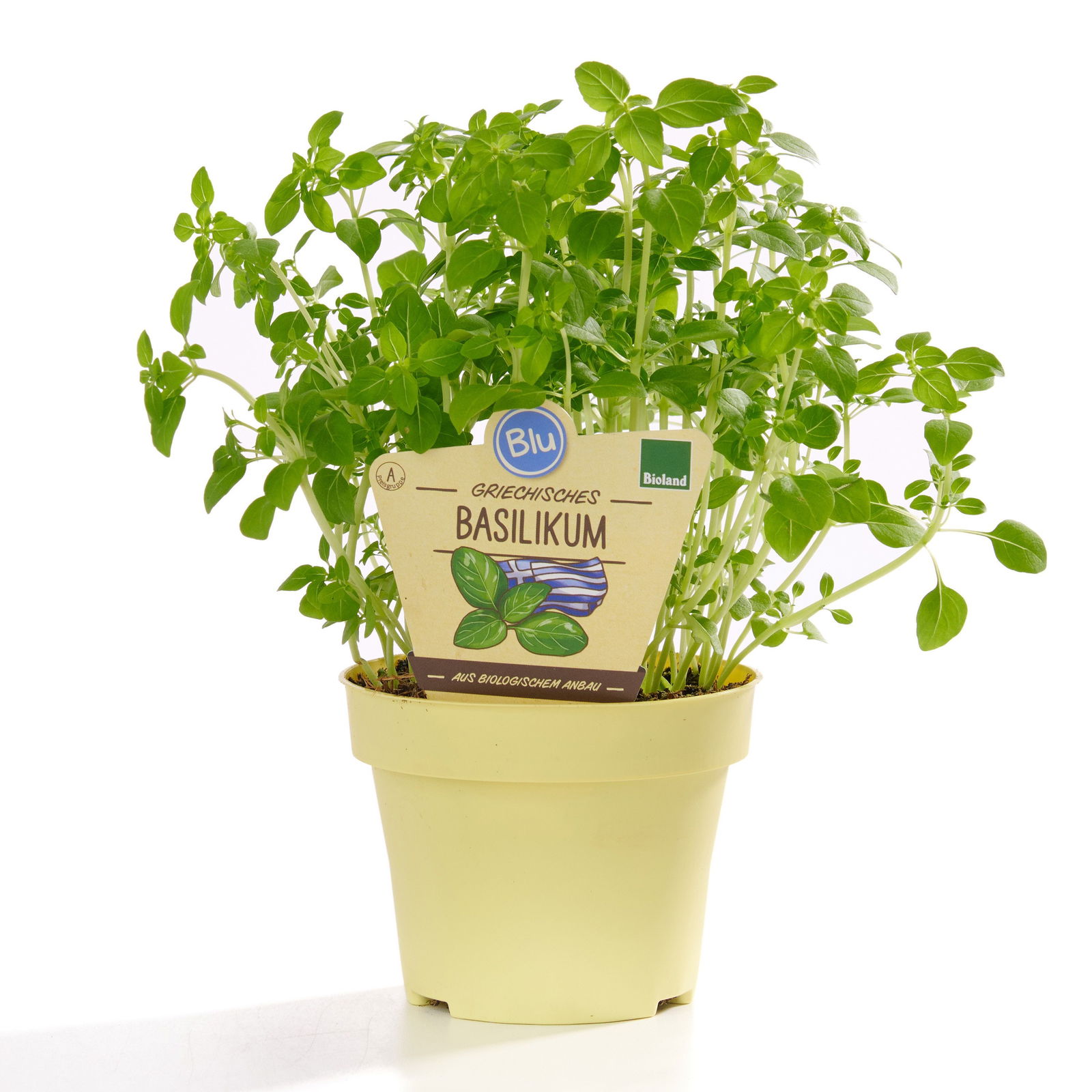 Bio Griechischer Basilikum - Blu Ocimum basilicum var. minimum günstig ...