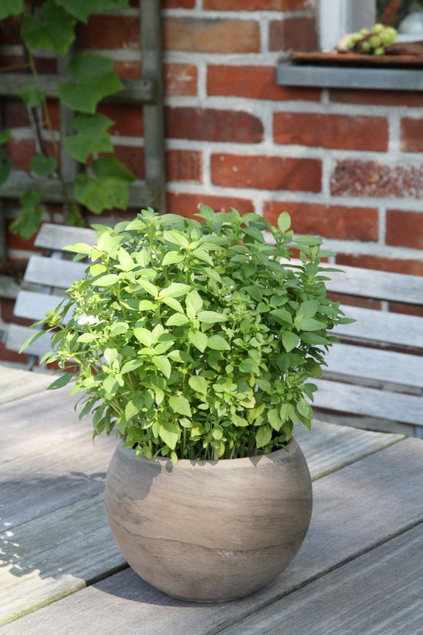 Bio Griechischer Basilikum - Blu Ocimum basilicum var. minimum günstig ...