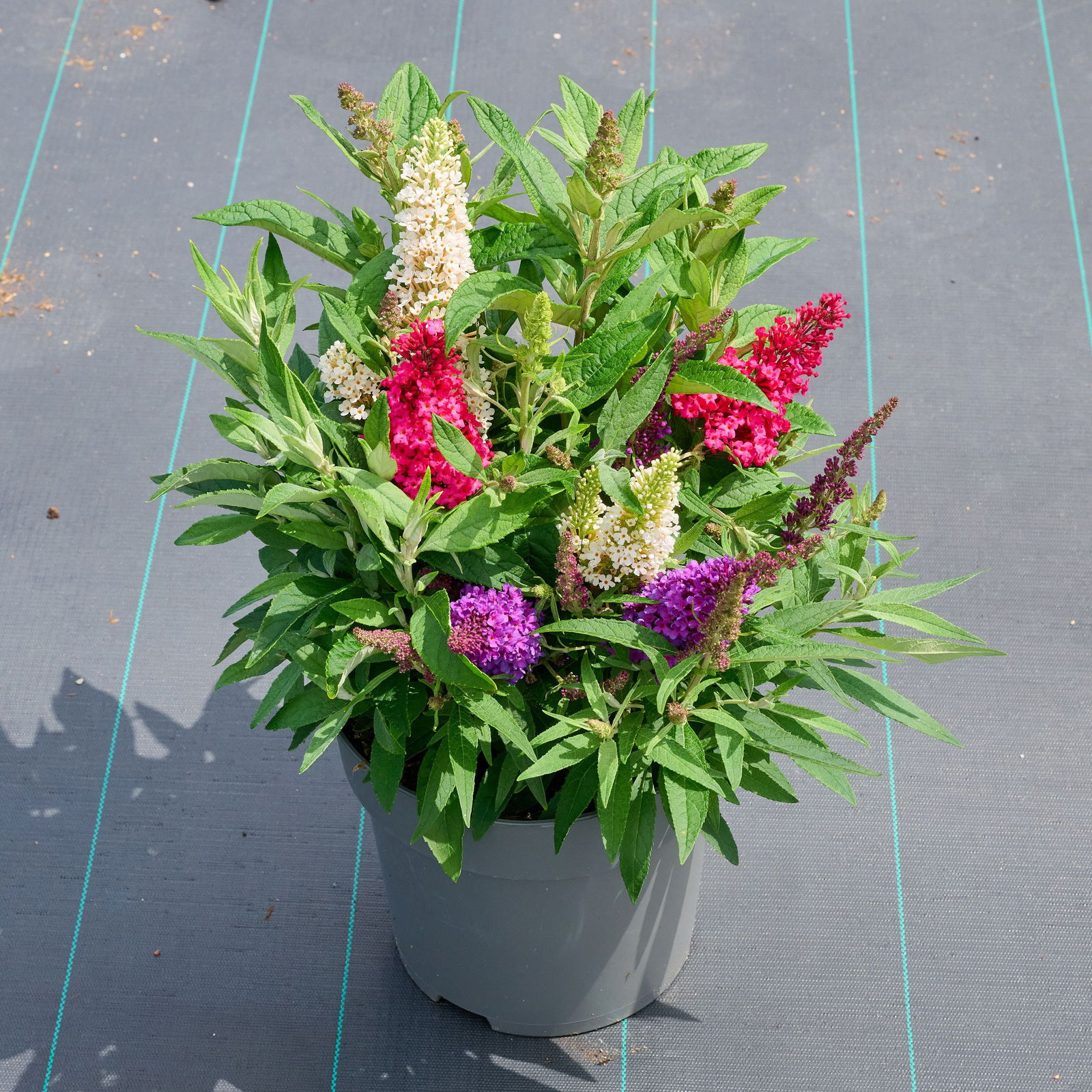 Zwerg Sommerflieder Butterfly Candy Trio - Buddleja davidii Butterfly ...