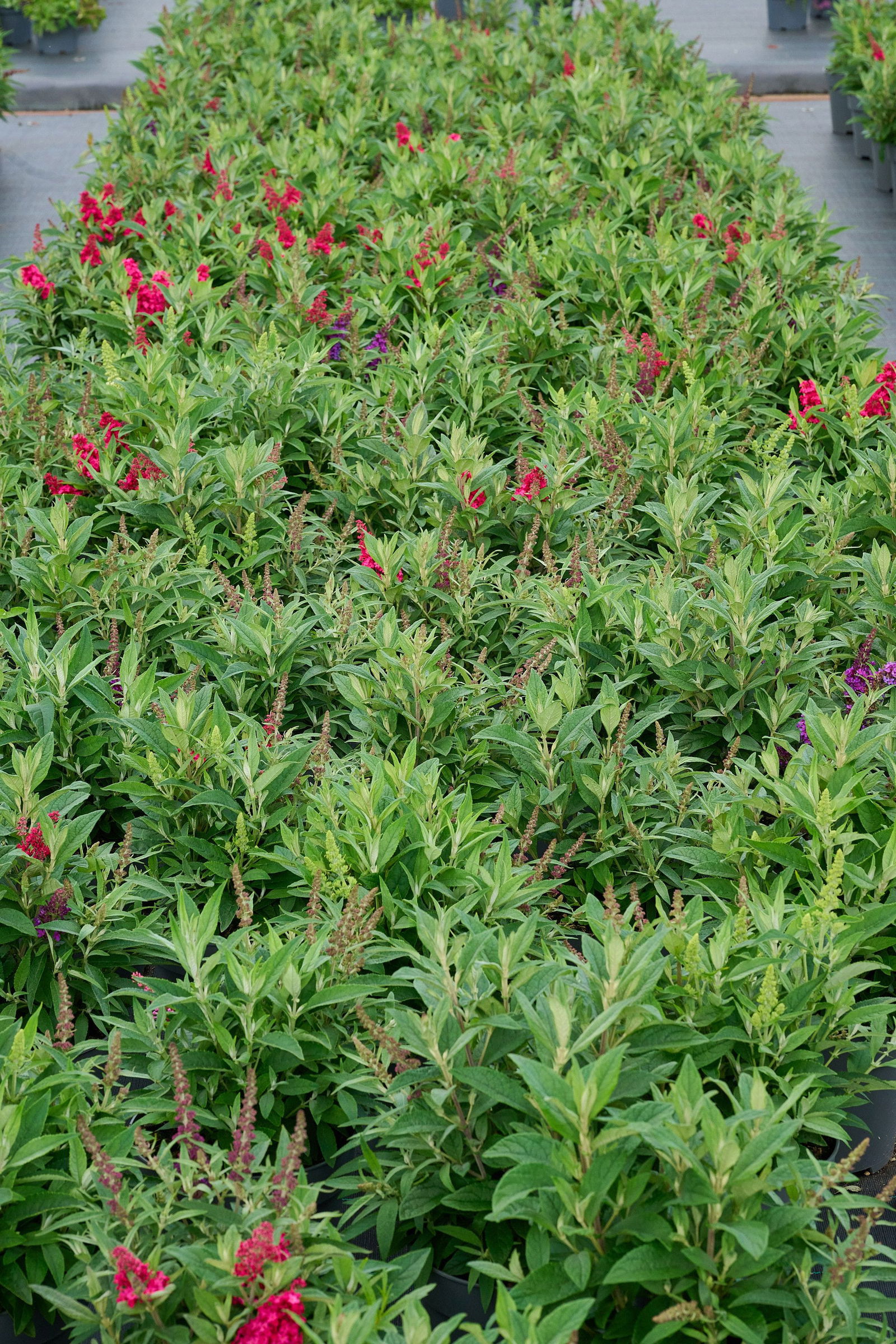 Zwerg Sommerflieder Butterfly Candy Trio - Buddleja davidii Butterfly ...