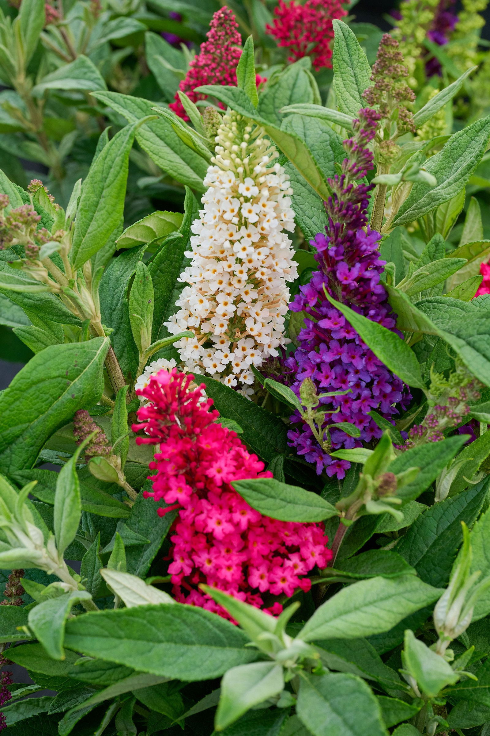 Zwerg Sommerflieder Butterfly Candy Trio - Buddleja davidii Butterfly ...