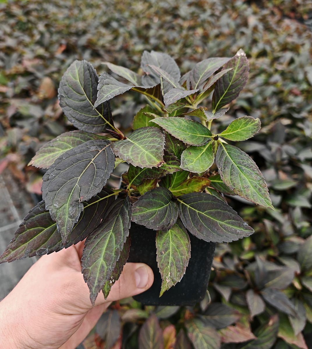 Hydrangea macrophylla Eclipse® - Hydrangea macrophylla Eclipse® günstig ...