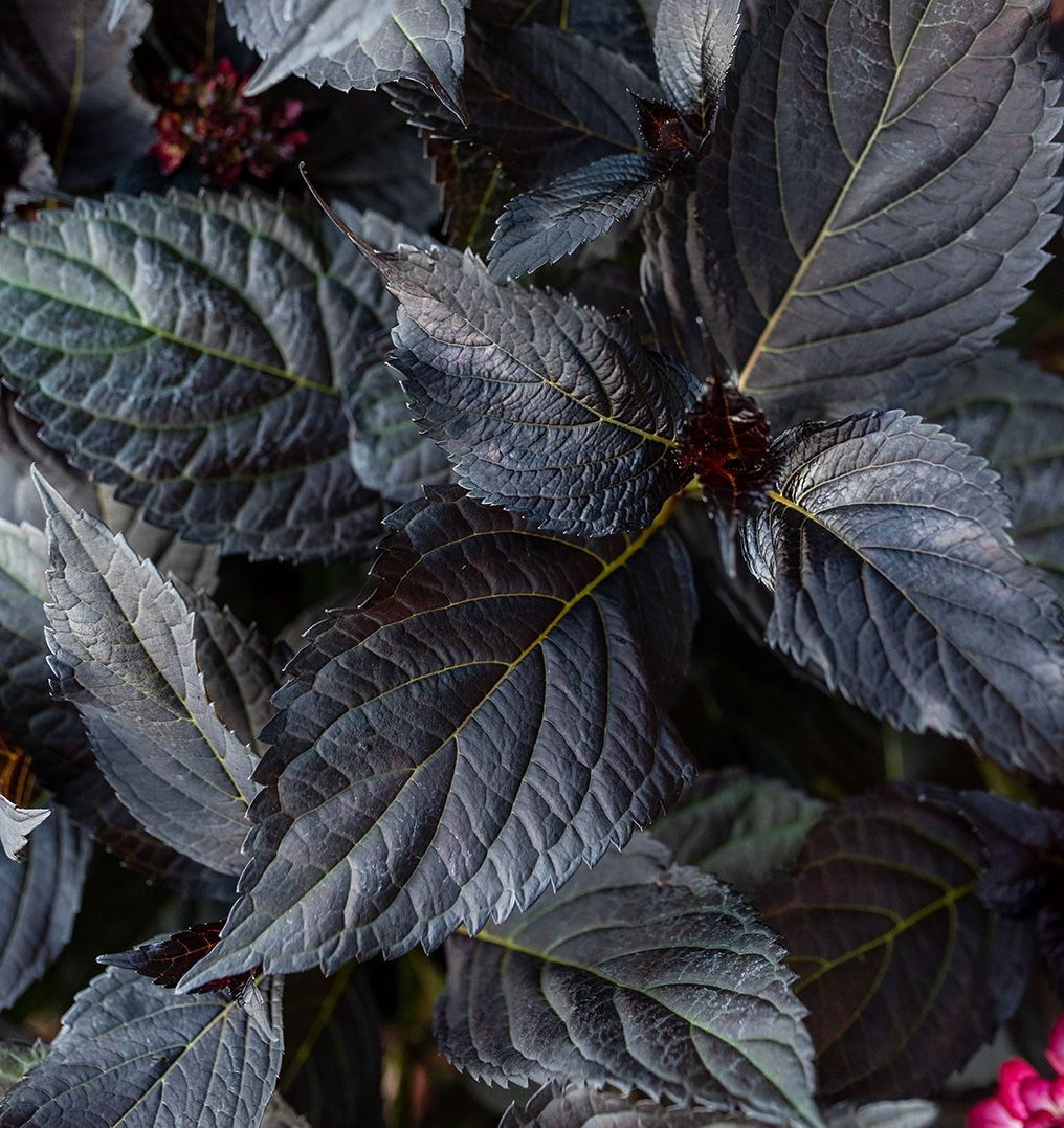 Hydrangea macrophylla Eclipse® - Hydrangea macrophylla Eclipse® günstig ...