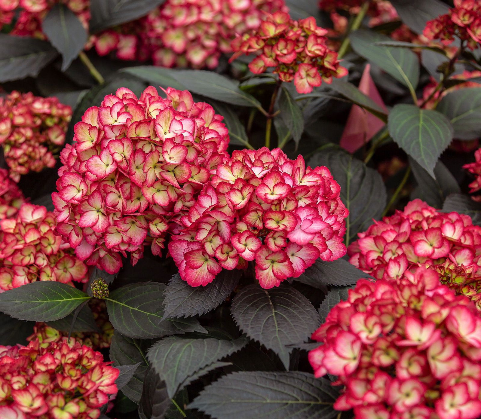 Hydrangea macrophylla Eclipse® - Hydrangea macrophylla Eclipse® günstig ...