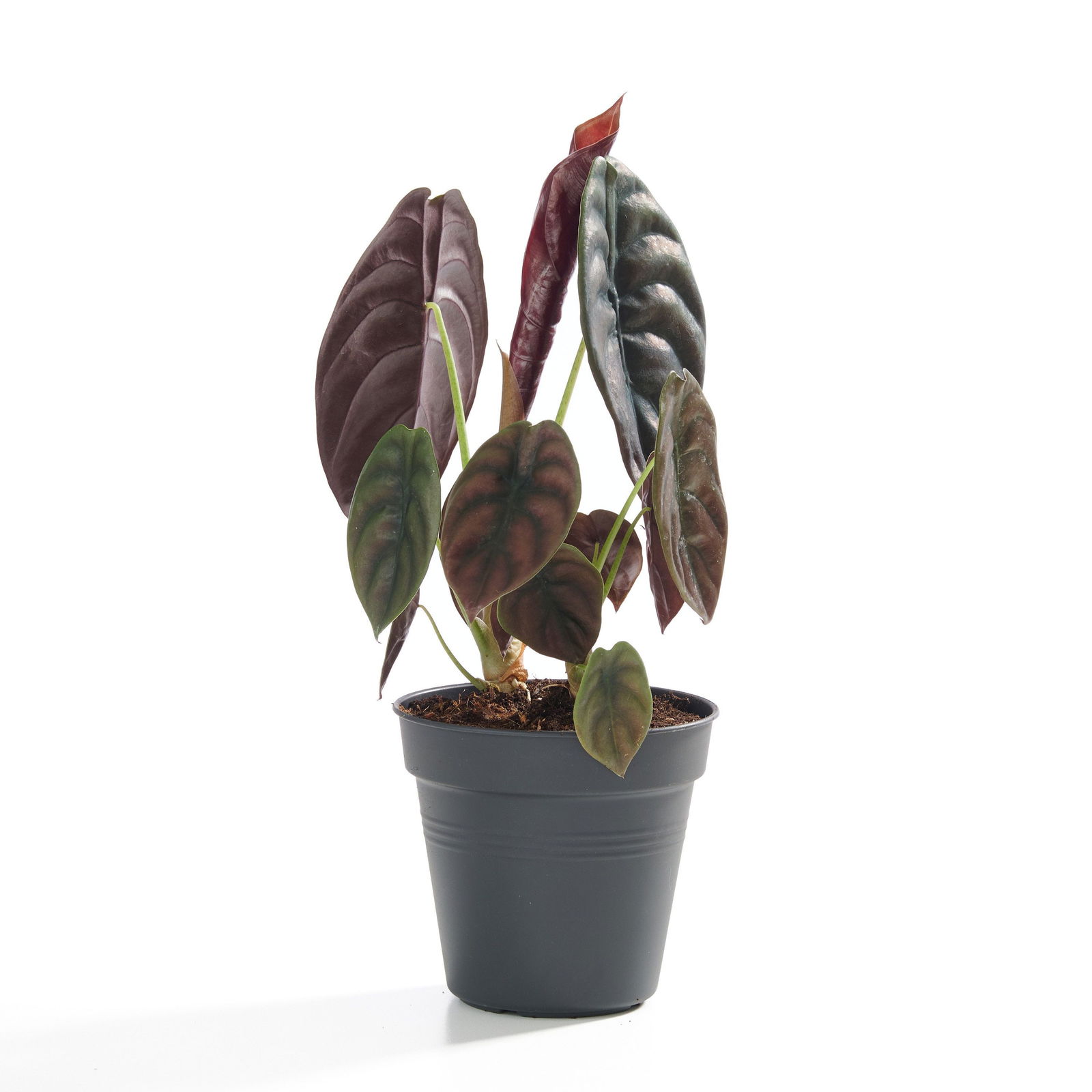 Alocasia Red Secret - Alocasia cuprea Red Secret günstig kaufen