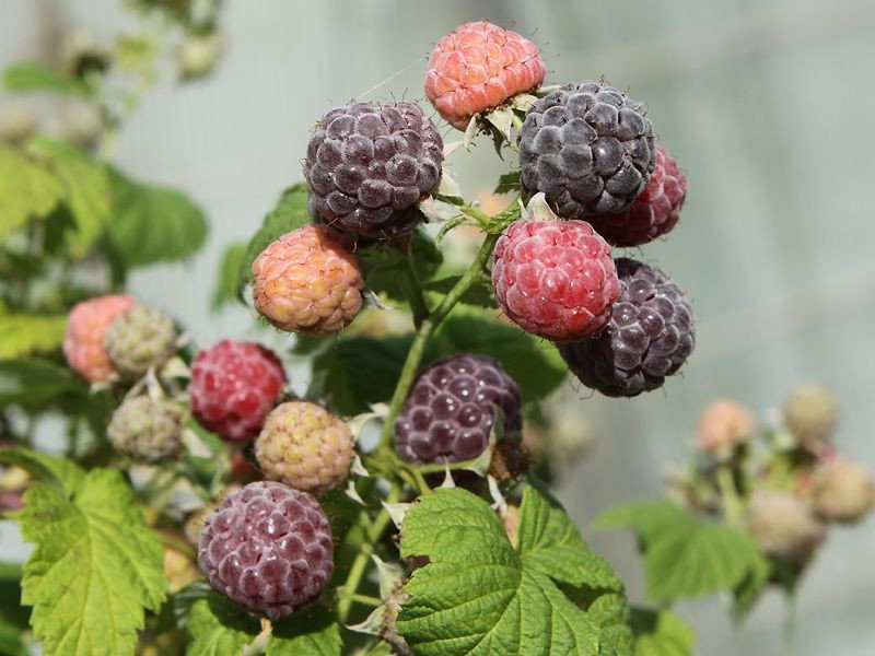 Bio Himbeere Glen Coe - Bio Rubus idaeus Glen Coe günstig kaufen