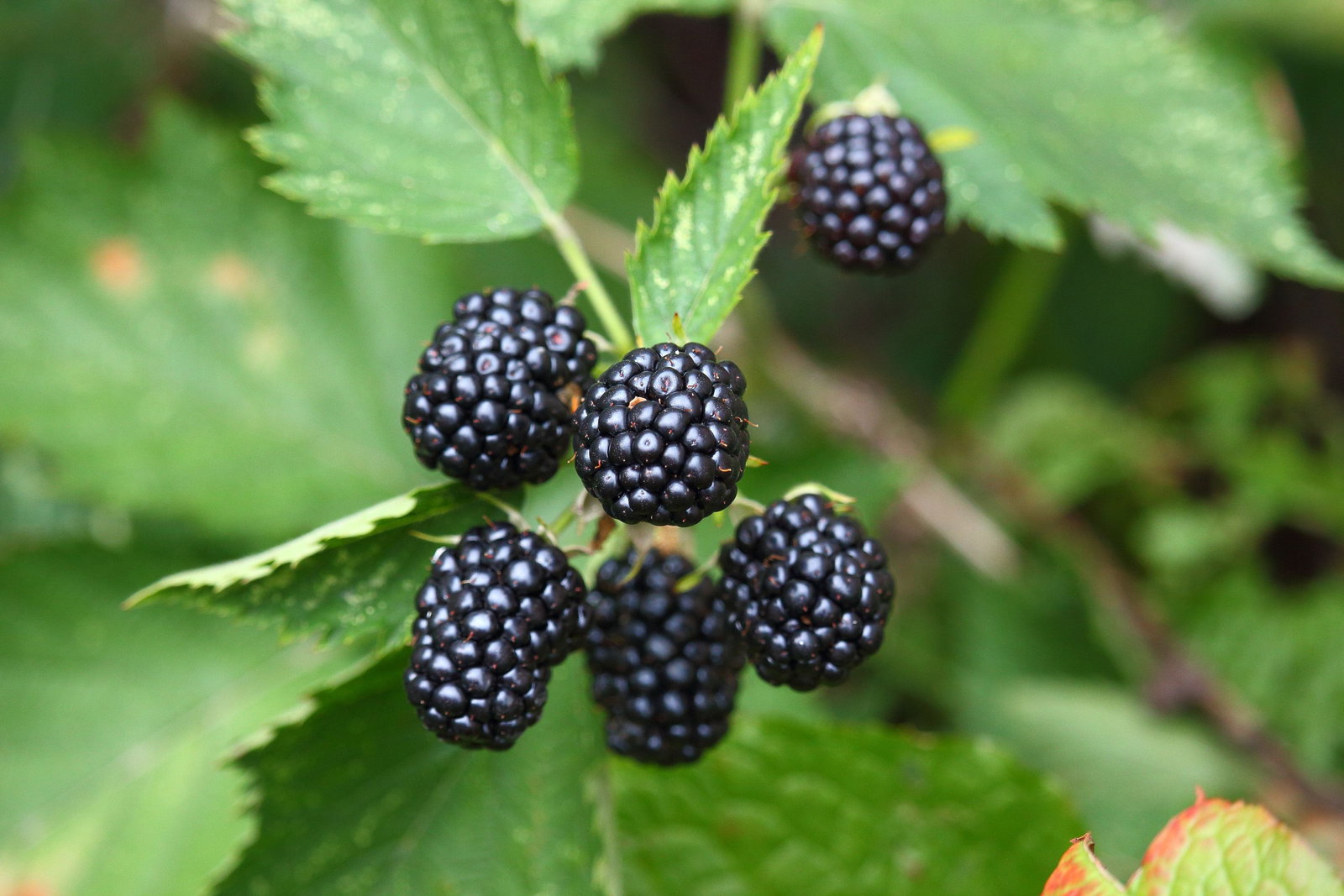 Bio Brombeere Chester Thornless - Bio Rubus fruticosus Chester ...