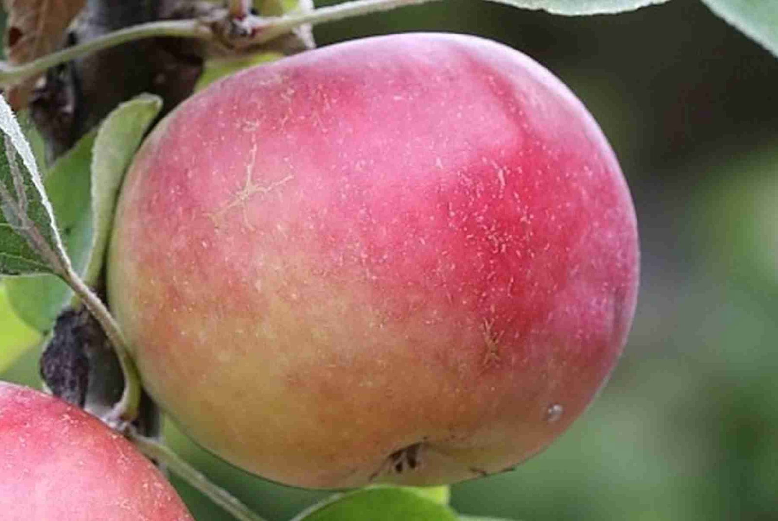 Apfel - Malus Rubinette Rosso günstig kaufen