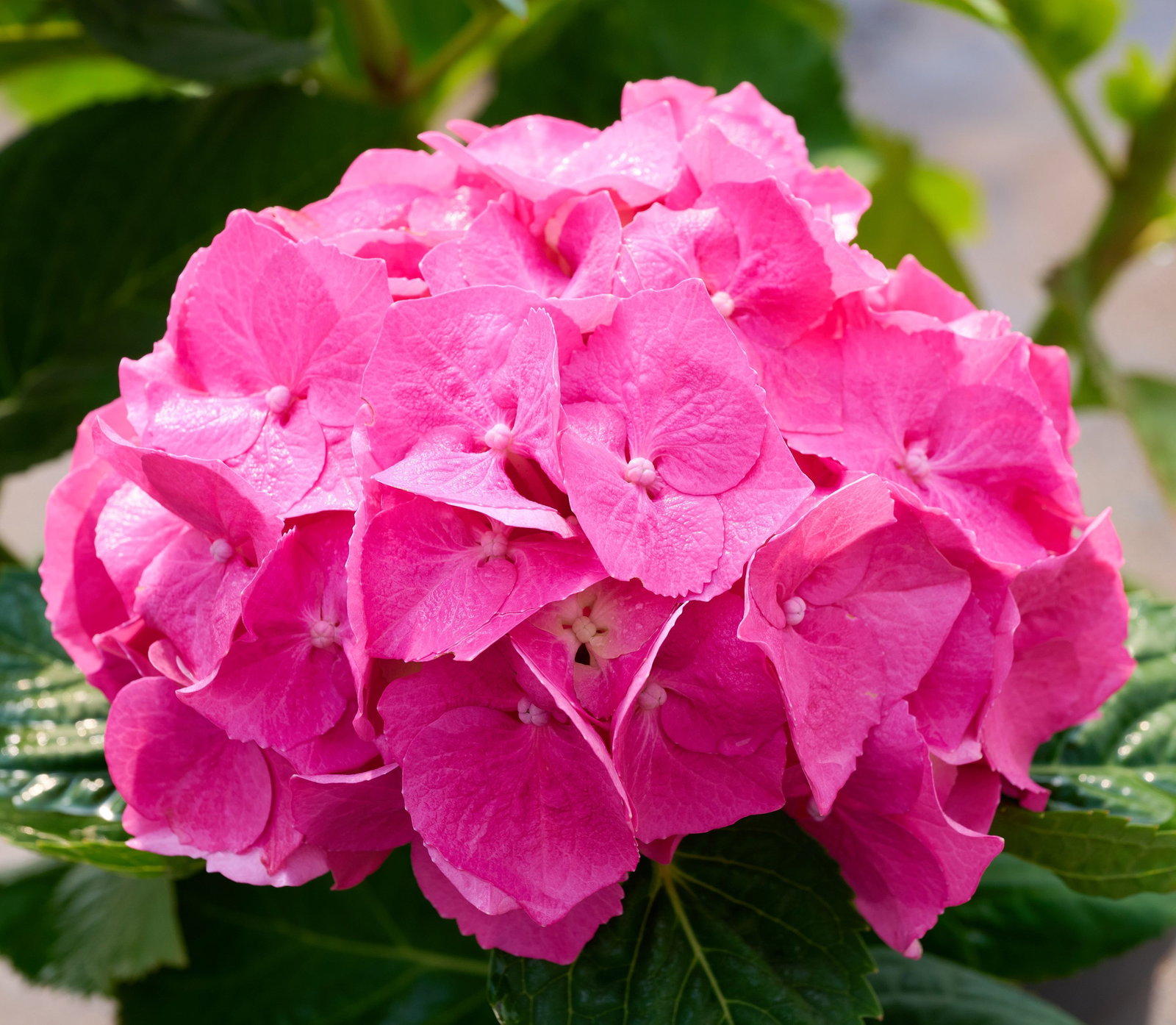 Bauernhortensie Baladia Hot Pink - Hydrangea m. Baladia Hot Pink ...