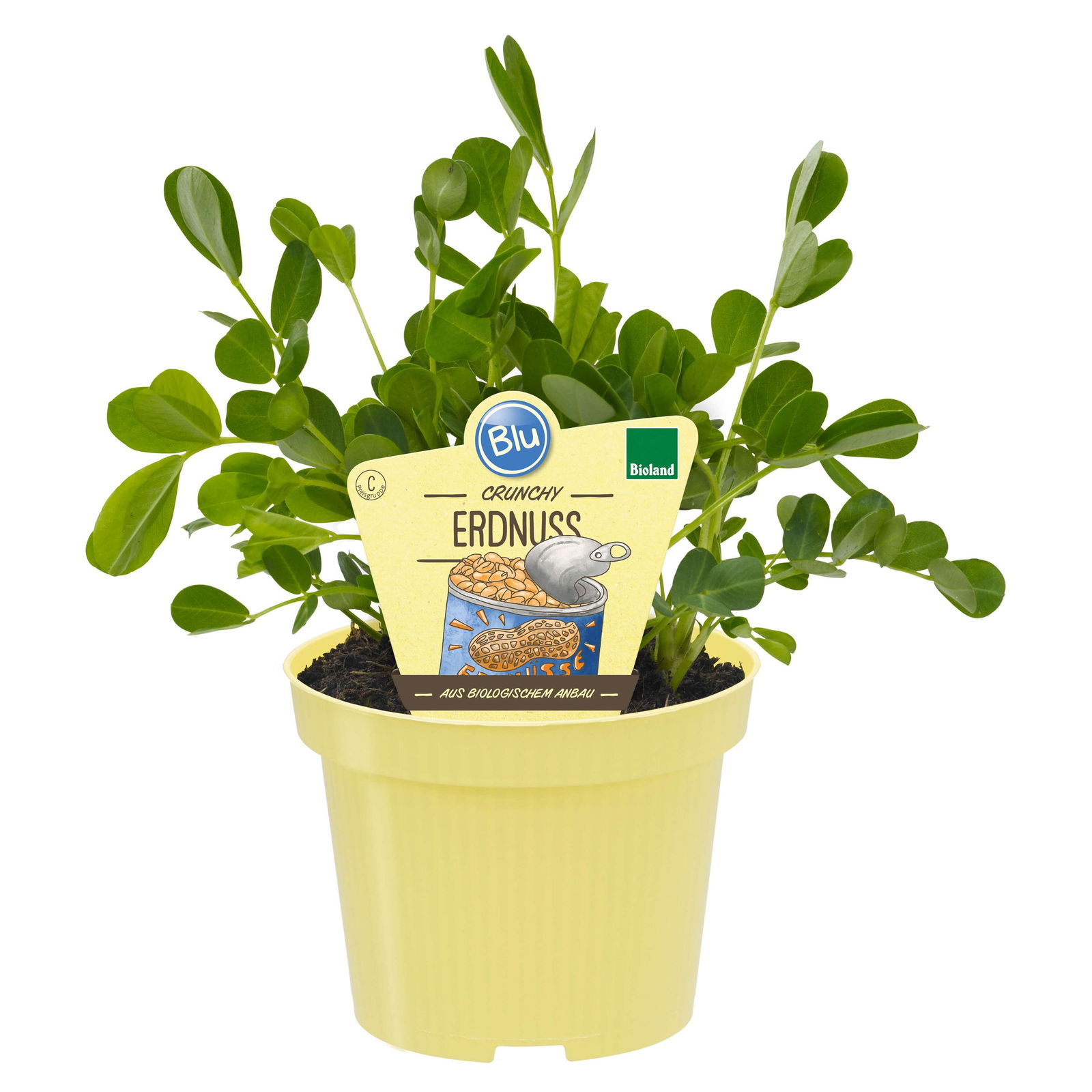 Bio Erdnuss - Blu Arachis hypogaea günstig kaufen