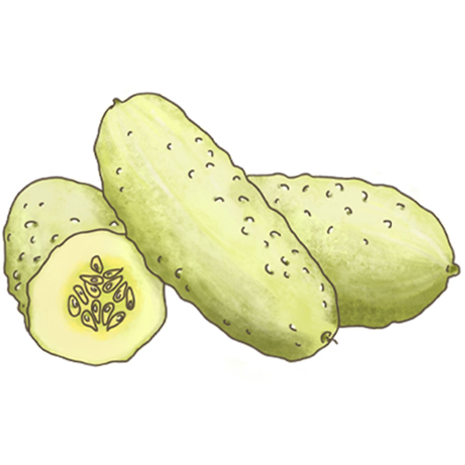 Bio weisse Snack Gurke - Blu Cucumis sativus Honey Plus günstig kaufen