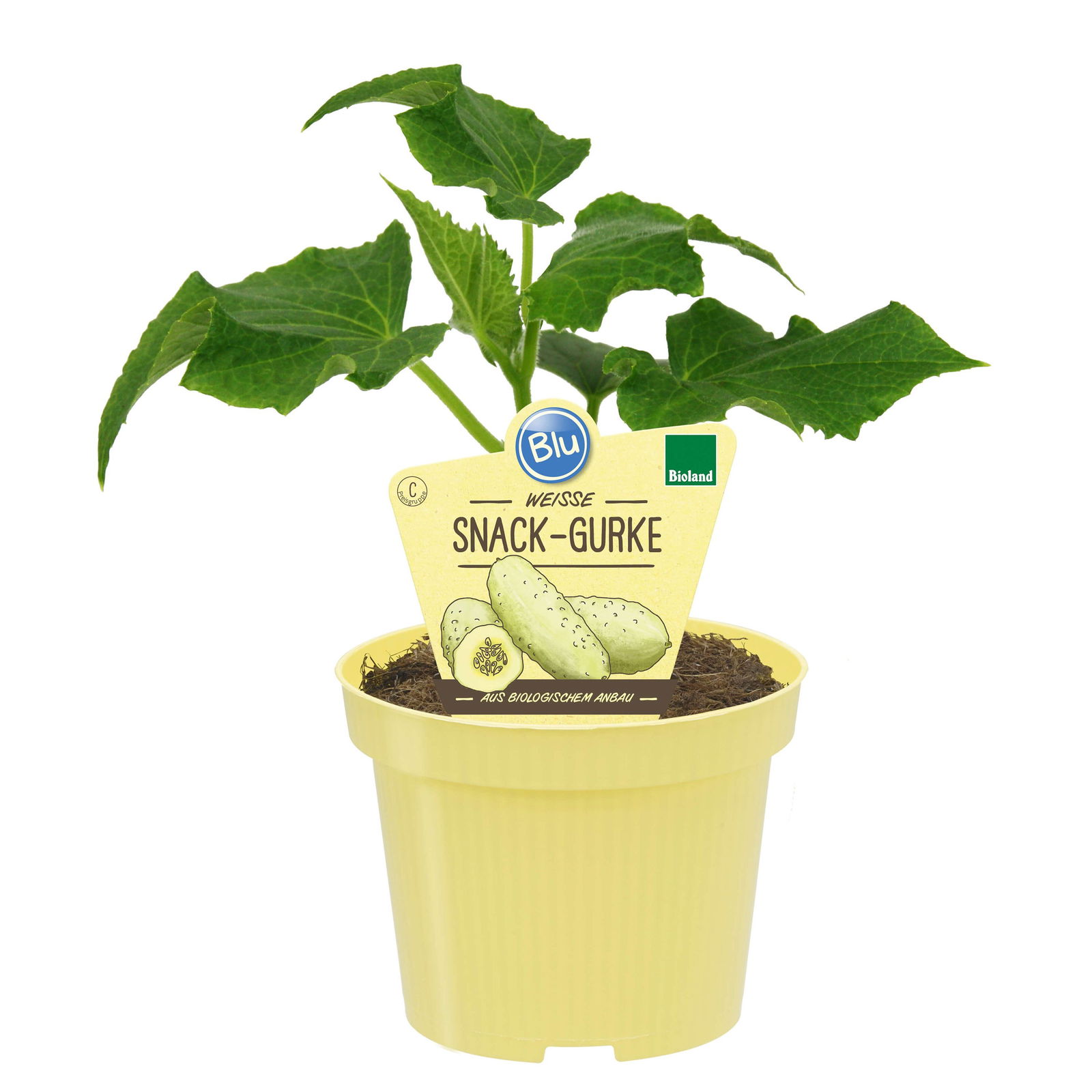 Bio weisse Snack Gurke - Blu Cucumis sativus Honey Plus günstig kaufen