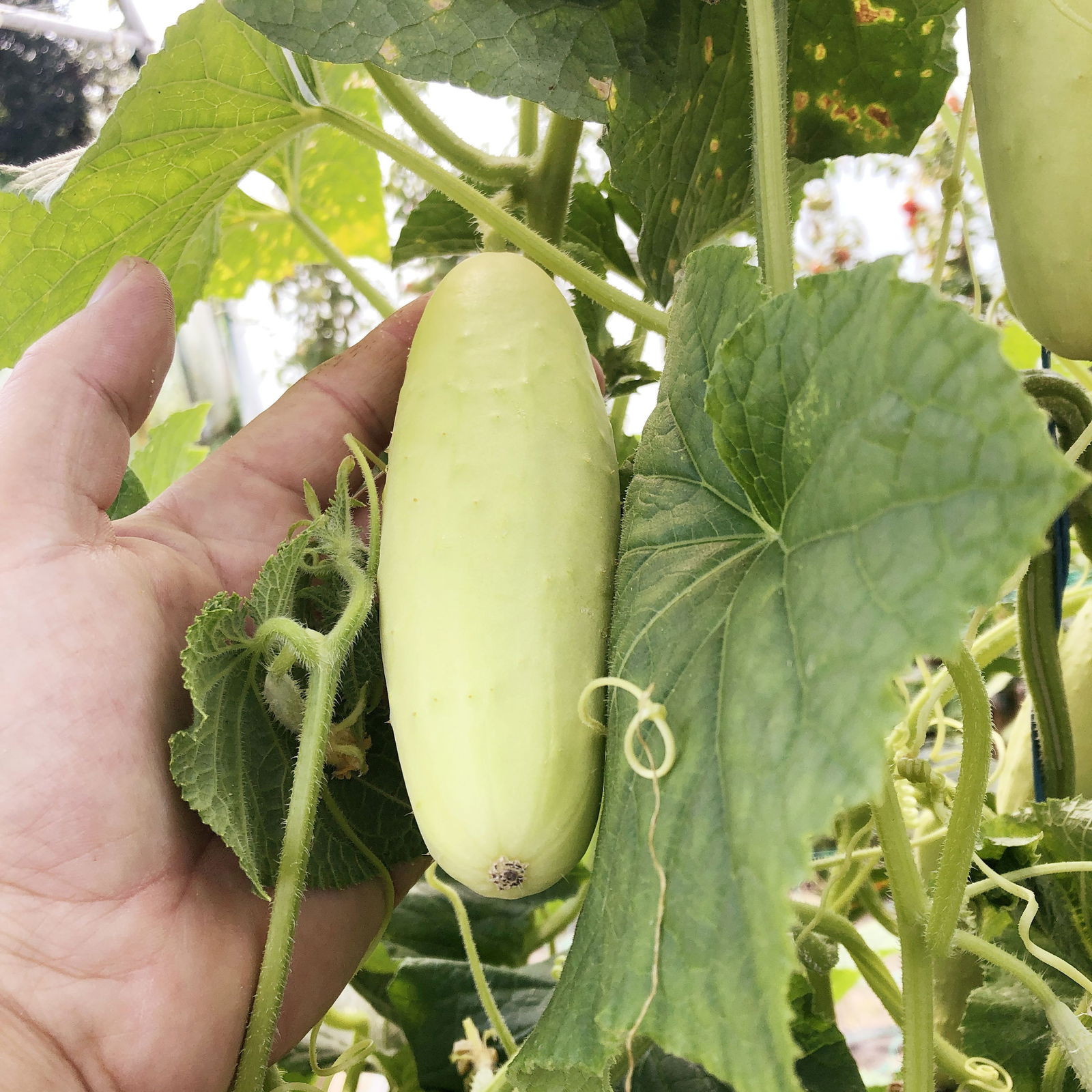 Bio weisse Snack Gurke - Blu Cucumis sativus Honey Plus günstig kaufen