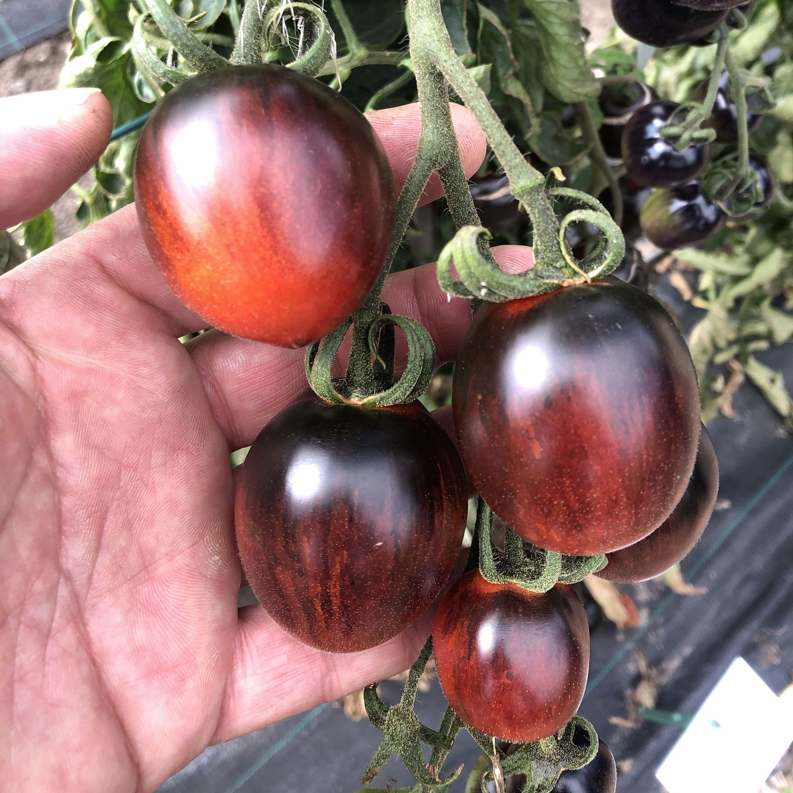 Bio Schwarze Tomate Dark Tom - Blu Lycopersicon esculentum L günstig kaufen
