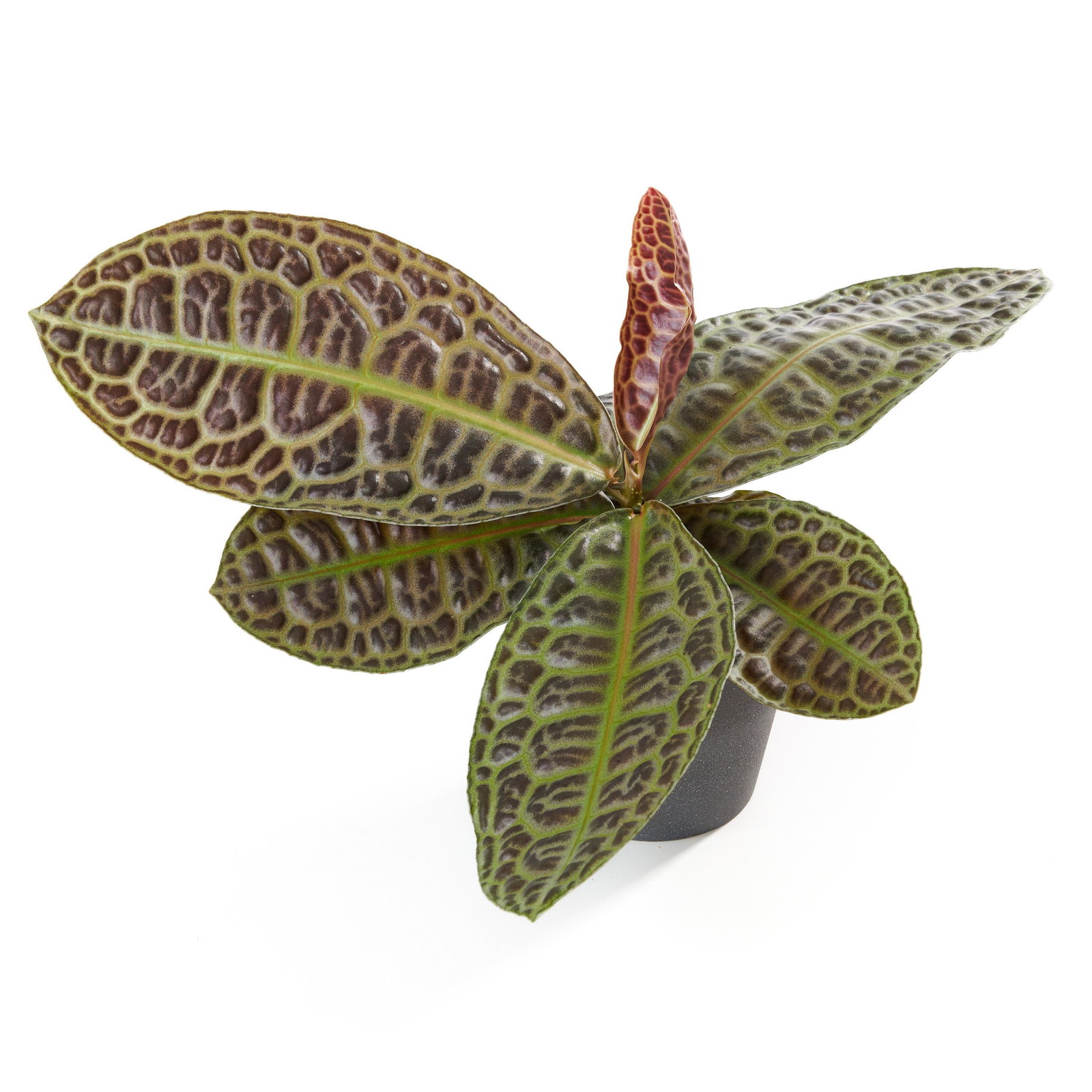 Labisia Turtle Back - Labisia obtusifolia Turtle Back günstig kaufen