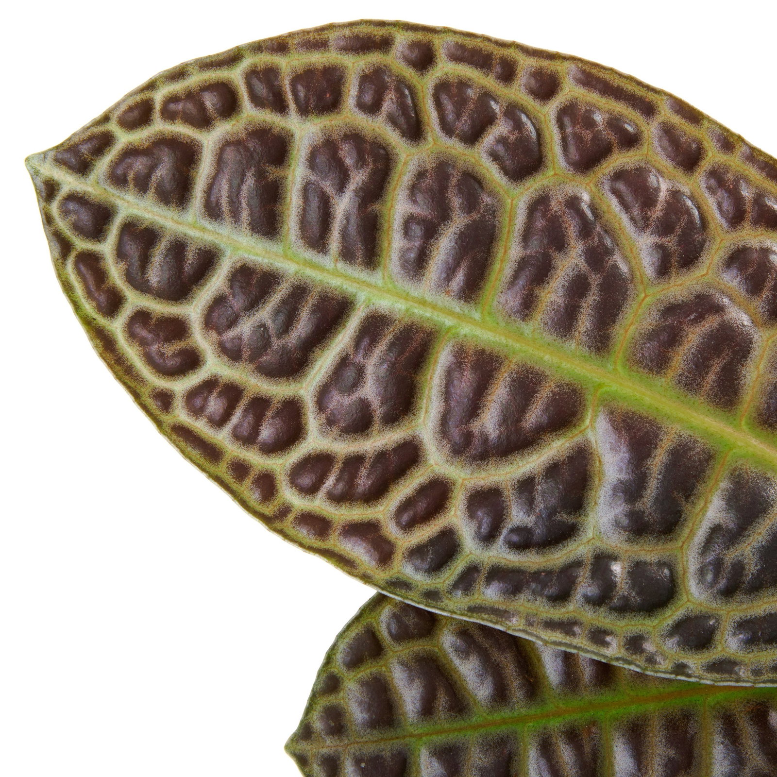 Labisia Turtle Back - Labisia obtusifolia Turtle Back günstig kaufen