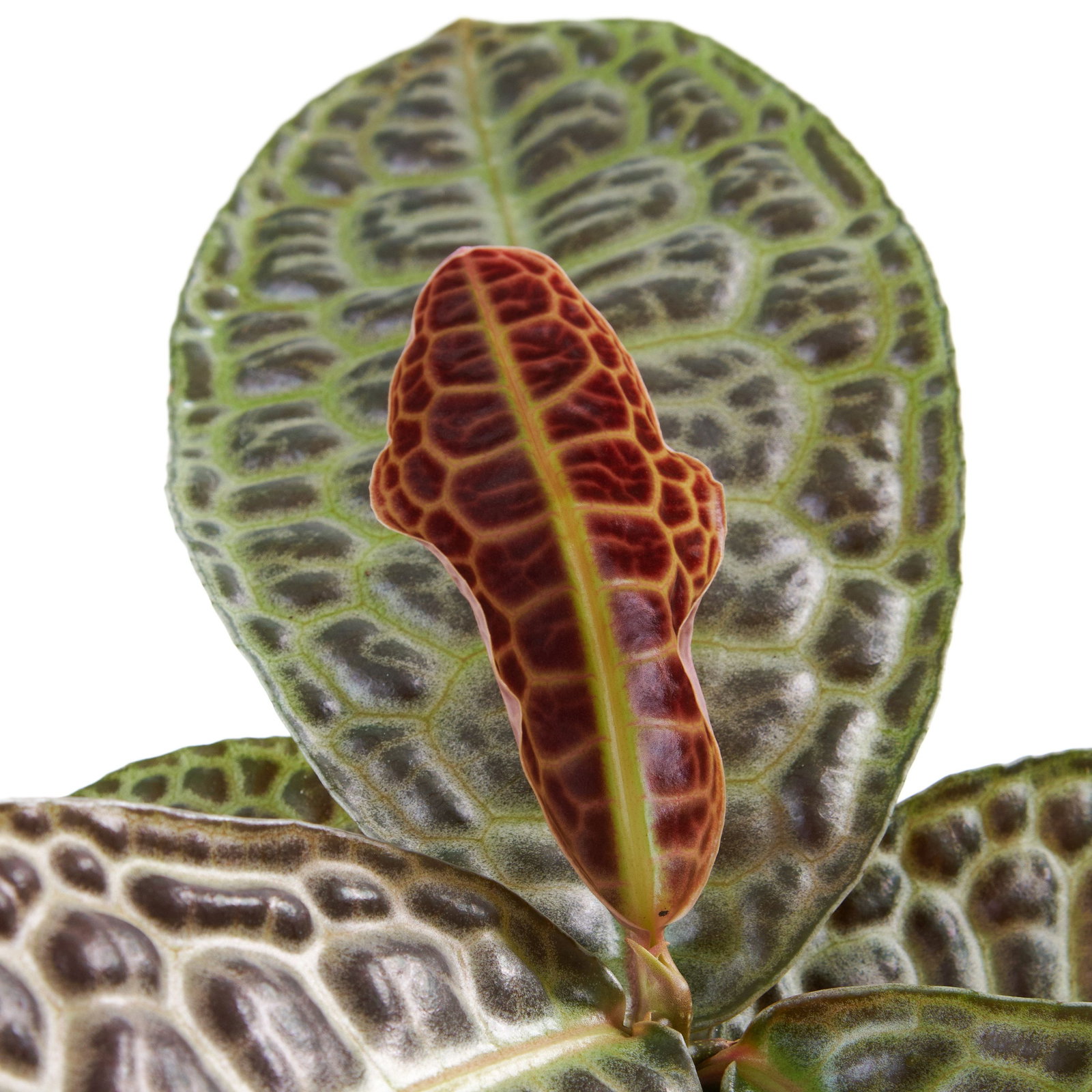 Labisia Turtle Back - Labisia obtusifolia Turtle Back günstig kaufen