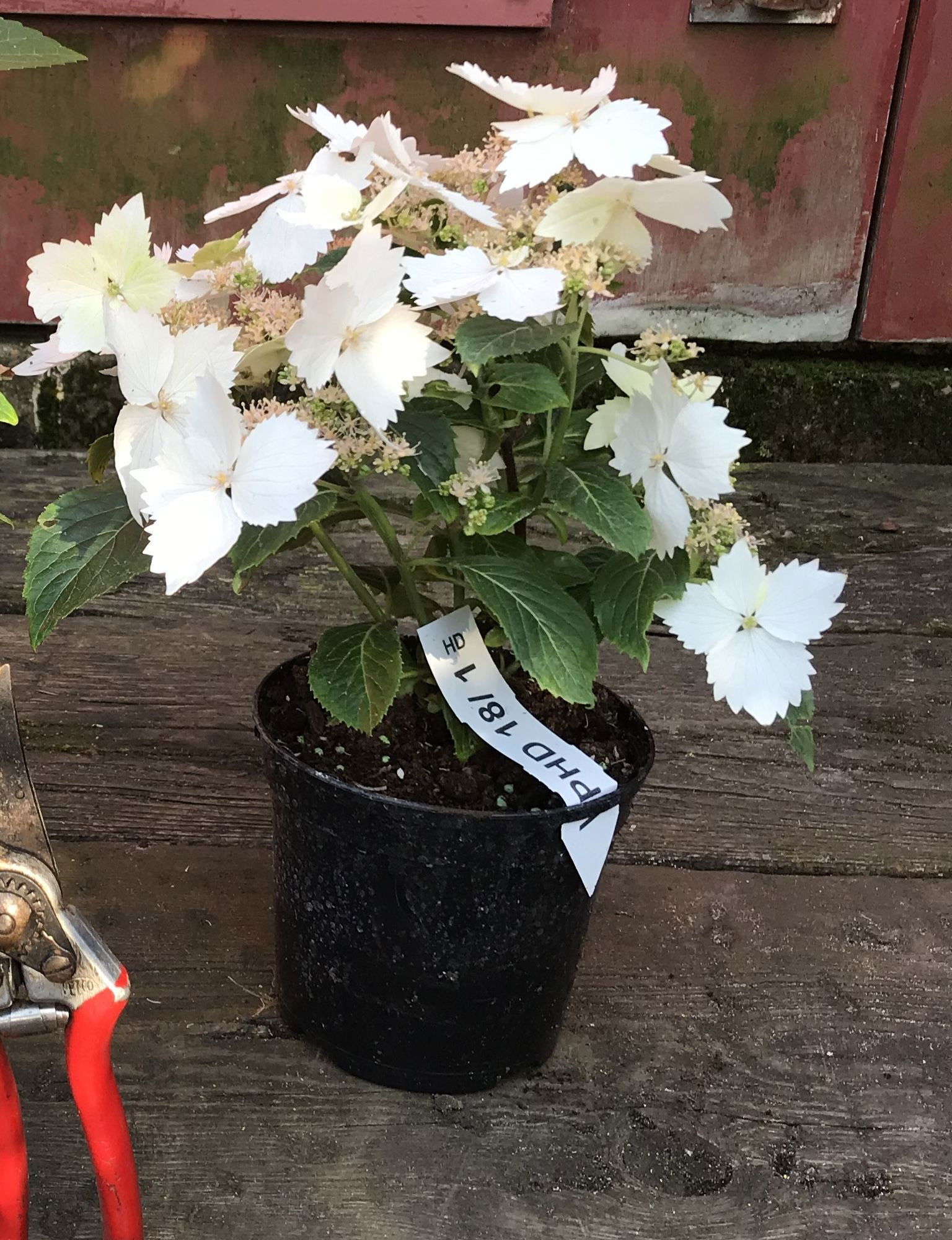 Girlanden-Hortensie Bridal Bouquet - Hydrangea macrophylla Bridal ...