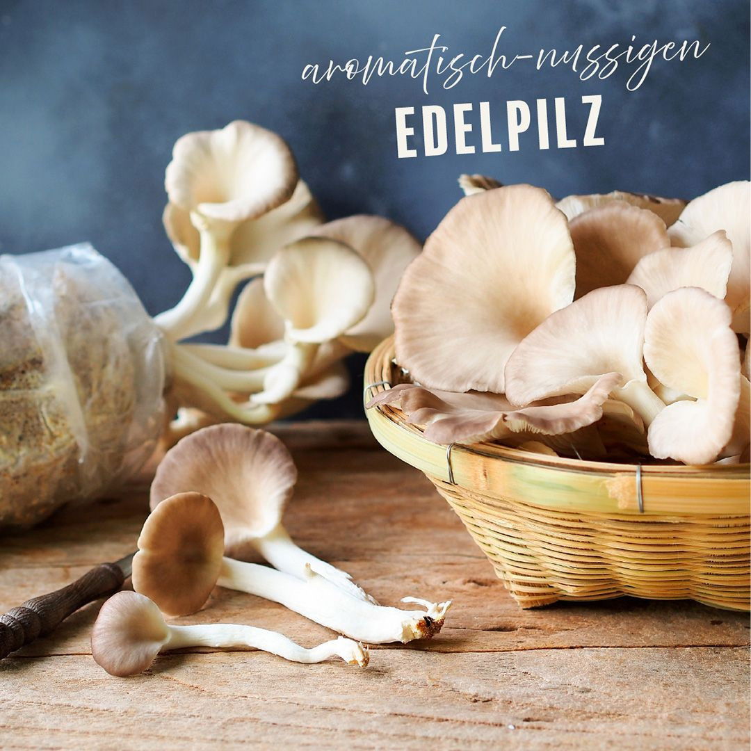 Austernpilze - Austernpilze günstig kaufen