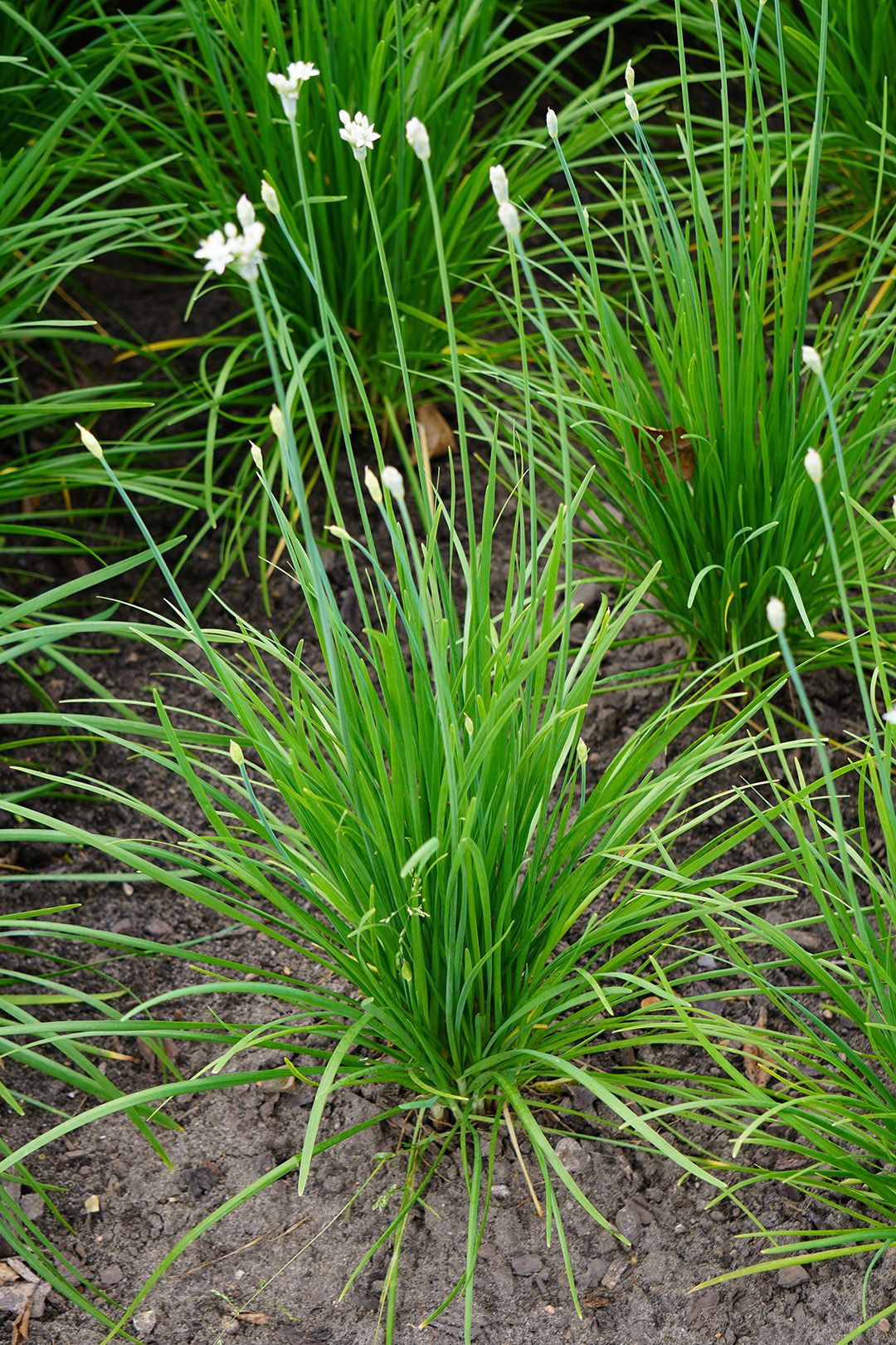 BIO Schnitt Knoblauch - Blu Allium tuberosum günstig kaufen