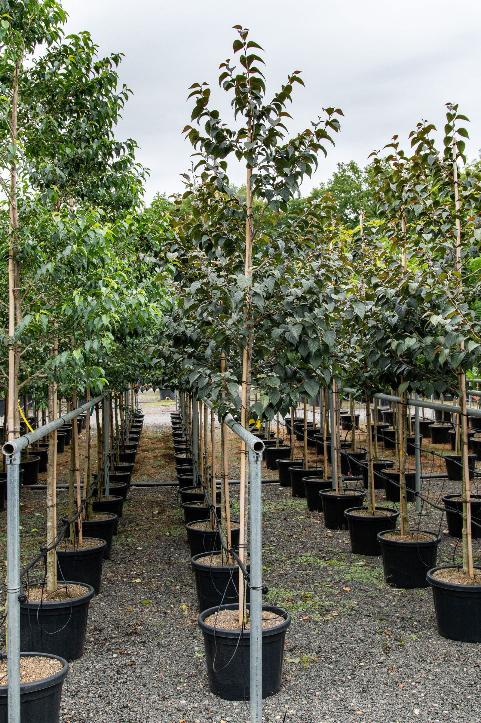 Japanischer Schneeball Purple Haze - Styrax japonica Purple Haze ...