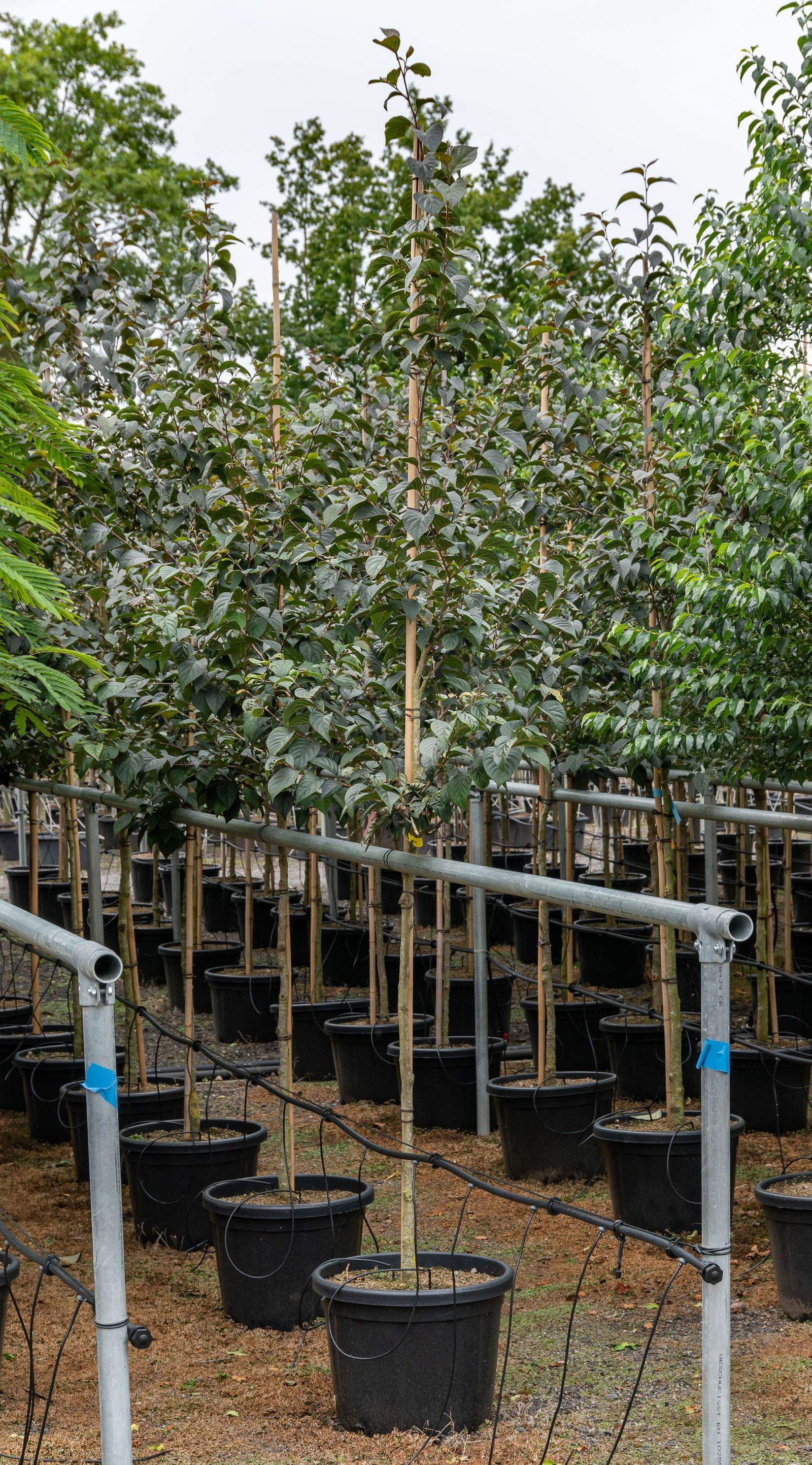 Japanischer Schneeball Purple Haze - Styrax japonica Purple Haze ...