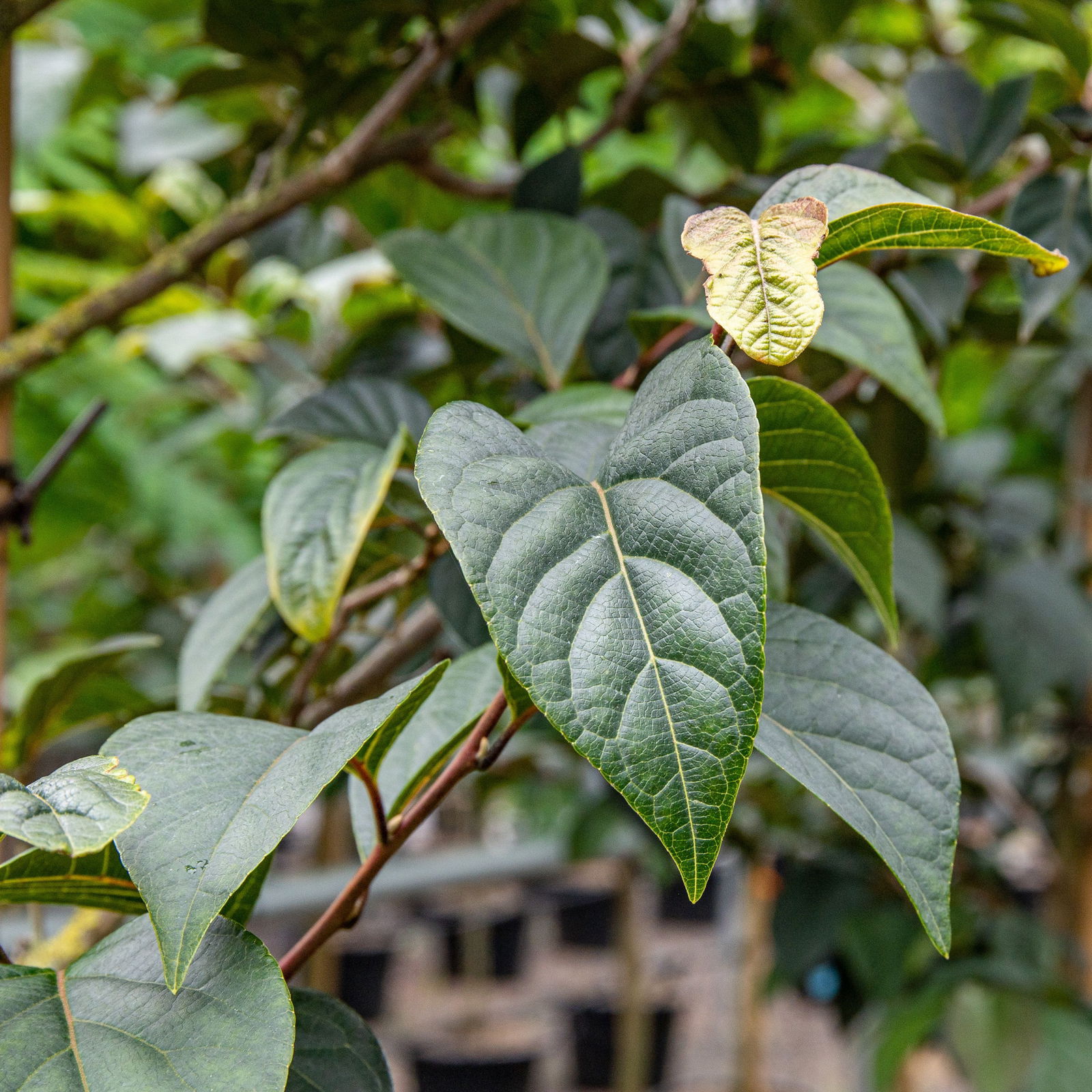 Japanischer Schneeball Purple Haze - Styrax japonica Purple Haze ...
