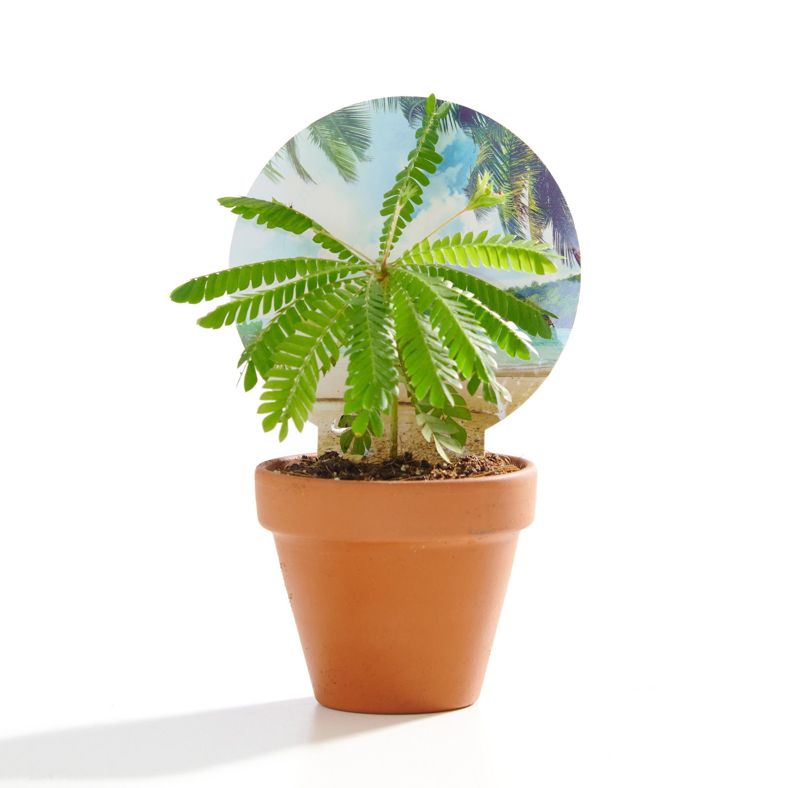 Südseepalme - Biophytum Sensitivum günstig kaufen