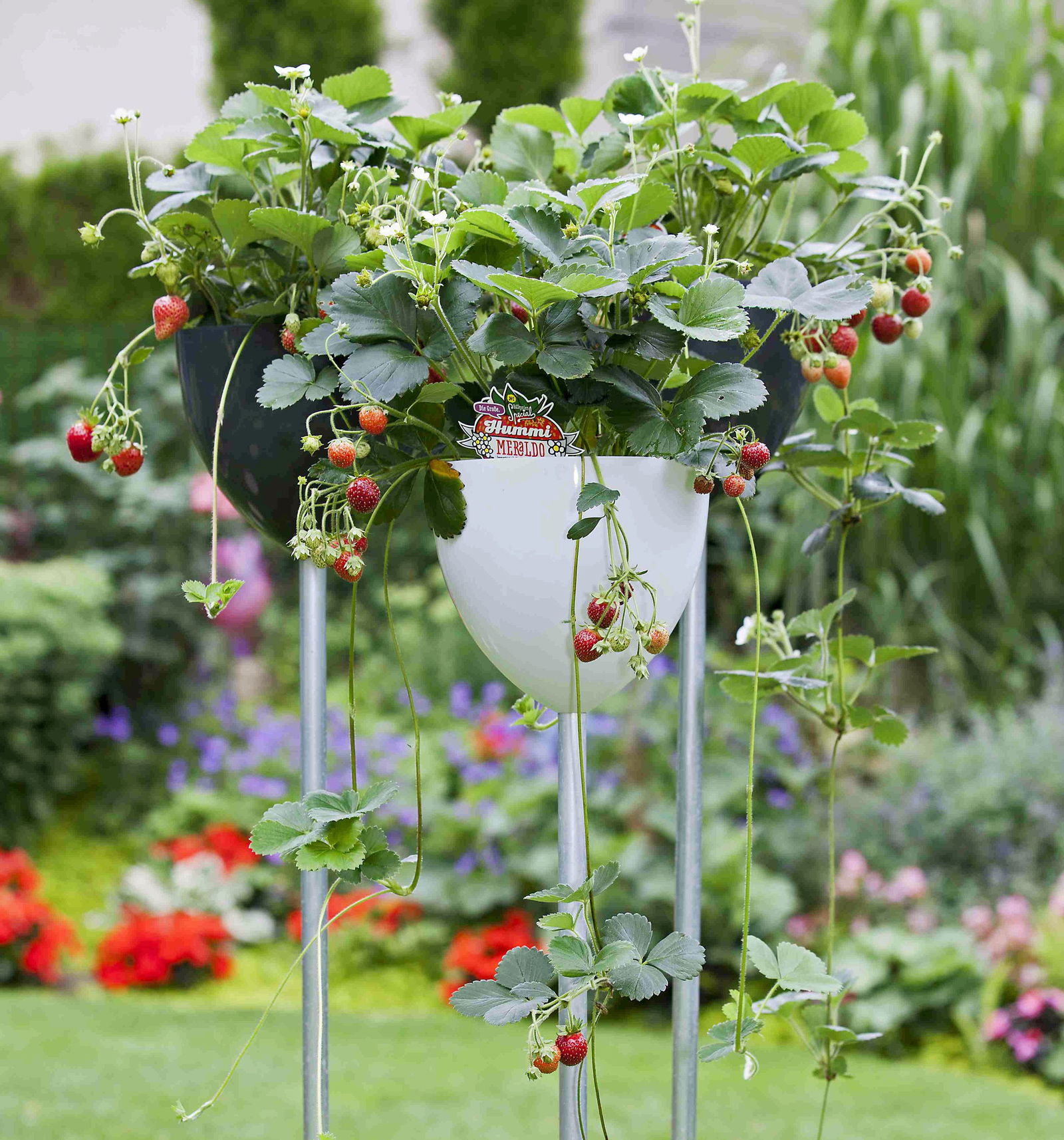 Bio Erdbeere Meraldo - Blu Fragaria x ananassa Meraldo günstig kaufen