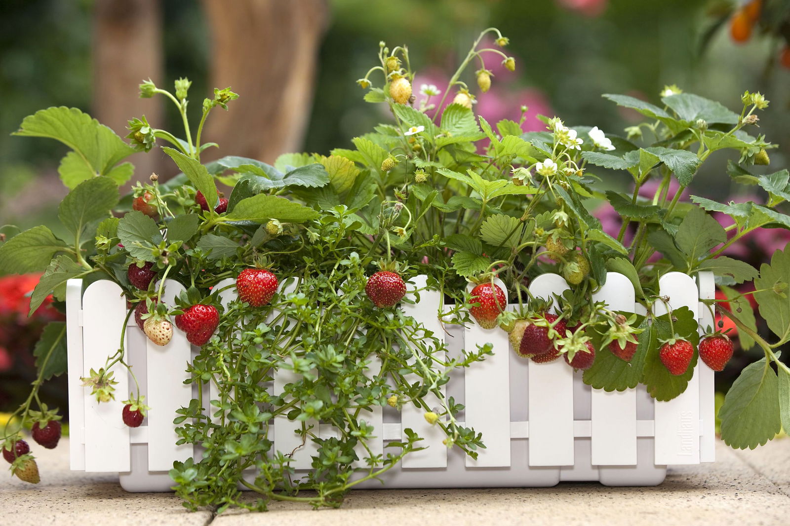 Bio Erdbeere Meraldo - Blu Fragaria x ananassa Meraldo günstig kaufen