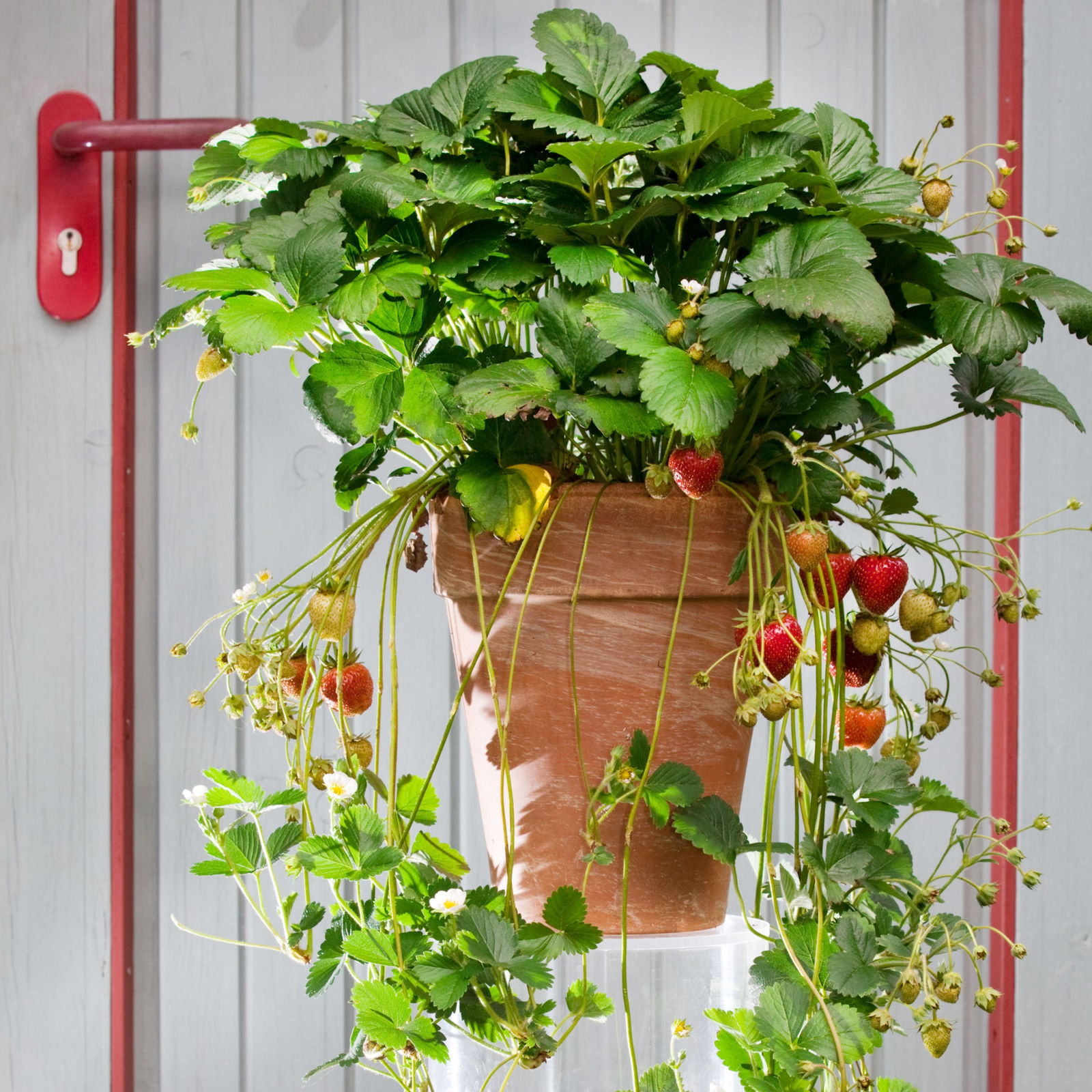 Bio Erdbeere Meraldo - Blu Fragaria x ananassa Meraldo günstig kaufen