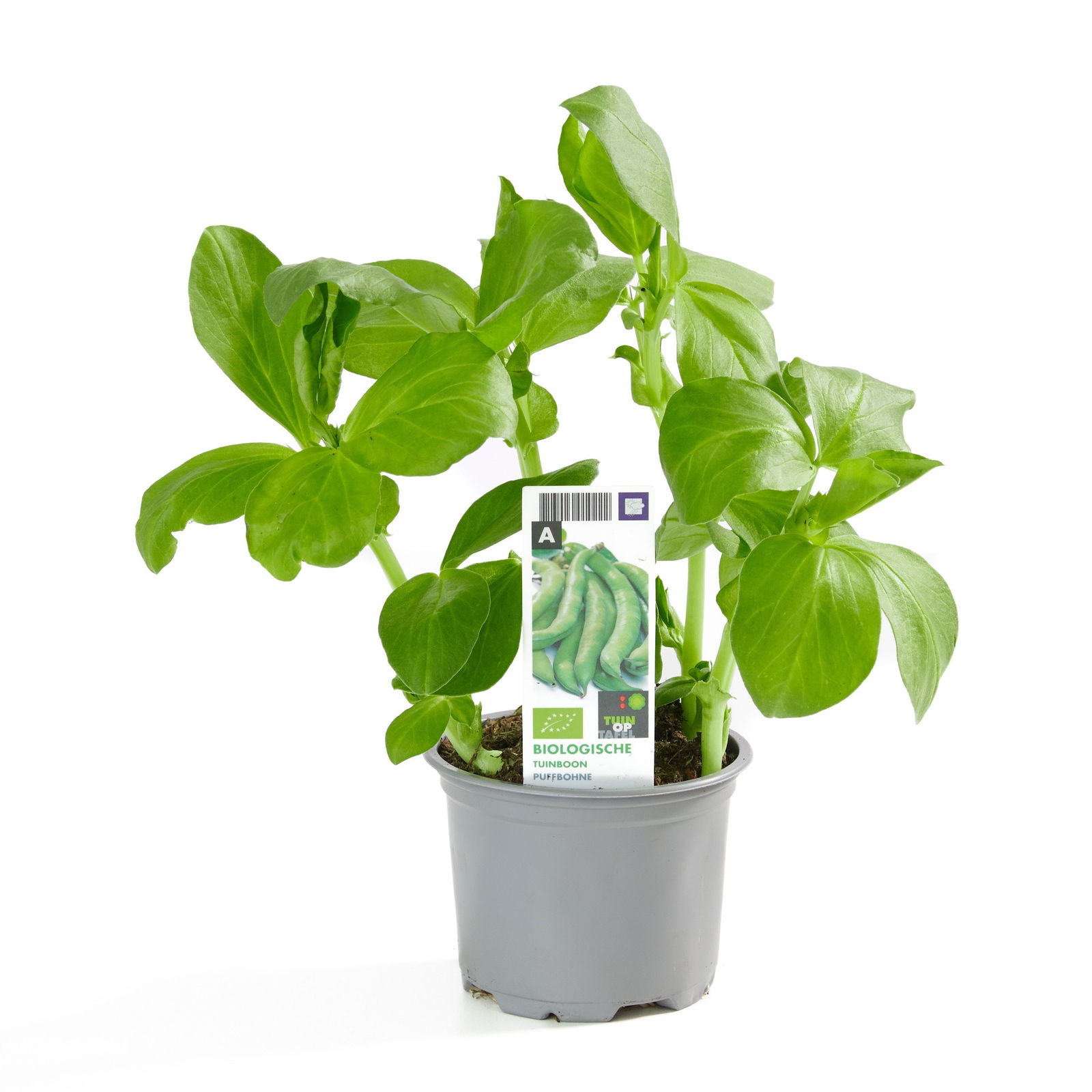 Bio Puffbohne - Vicia faba günstig kaufen