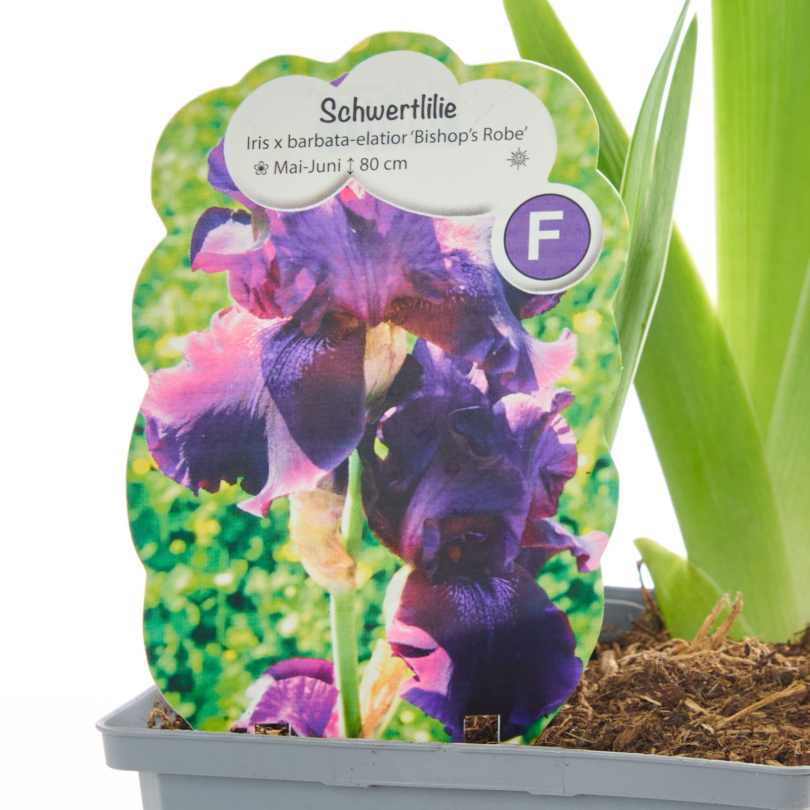 Schwertlilie Bishops Robe - Iris x germanica Bishops Robe günstig kaufen