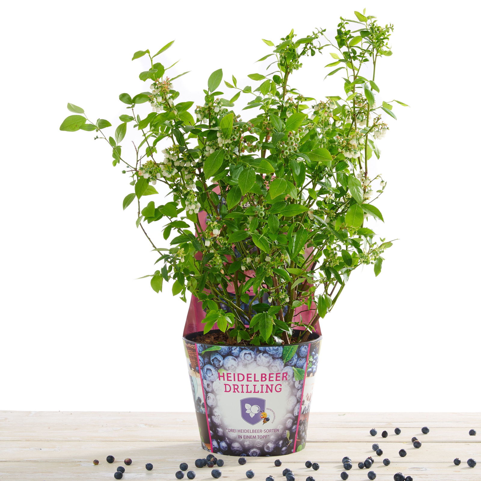 Heidelbeere Blaubert - Blaubeere BLAUBERT günstig kaufen