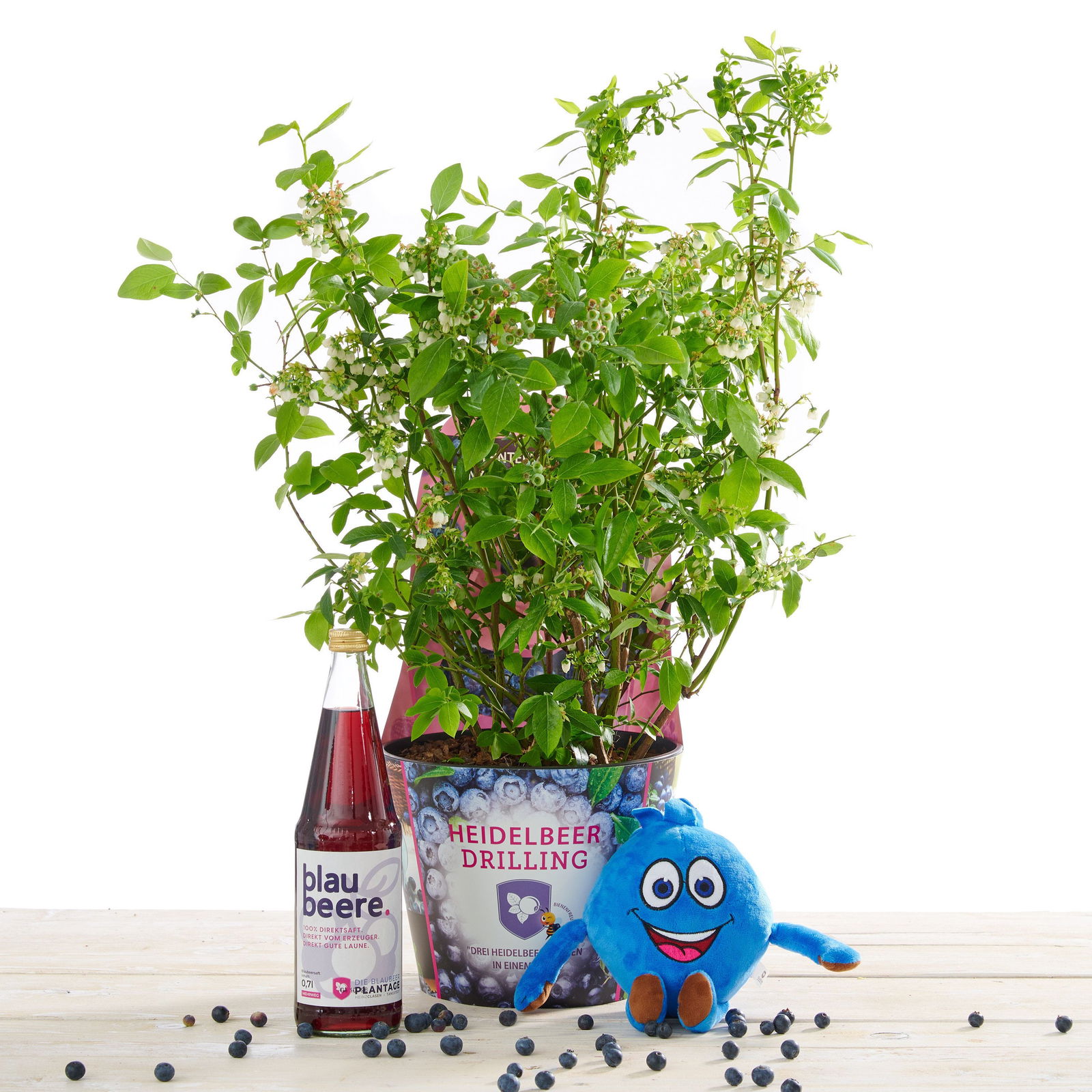 Heidelbeere Blaubert - Blaubeere BLAUBERT günstig kaufen