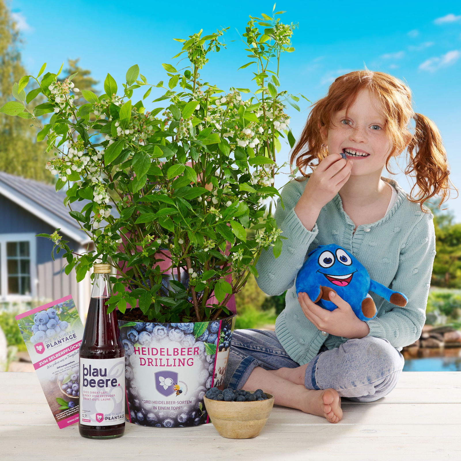 Heidelbeere Blaubert - Blaubeere BLAUBERT günstig kaufen